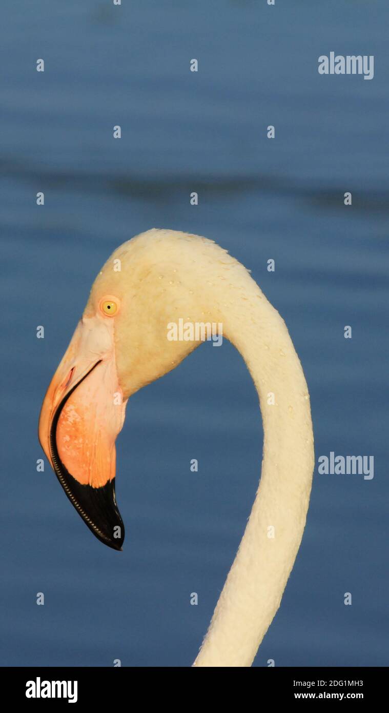 Flamingo fishing hi-res stock photography and images - Alamy