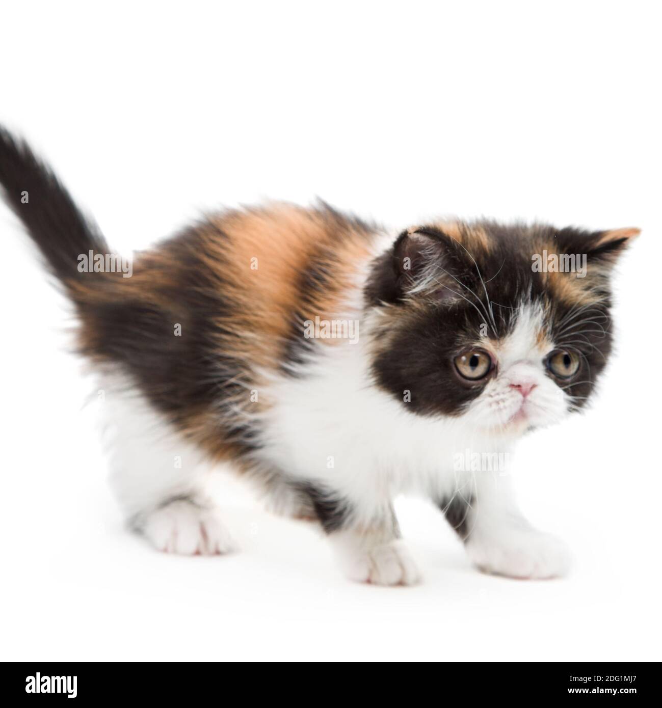 Tortoiseshell persian cat Stock Photo - Alamy