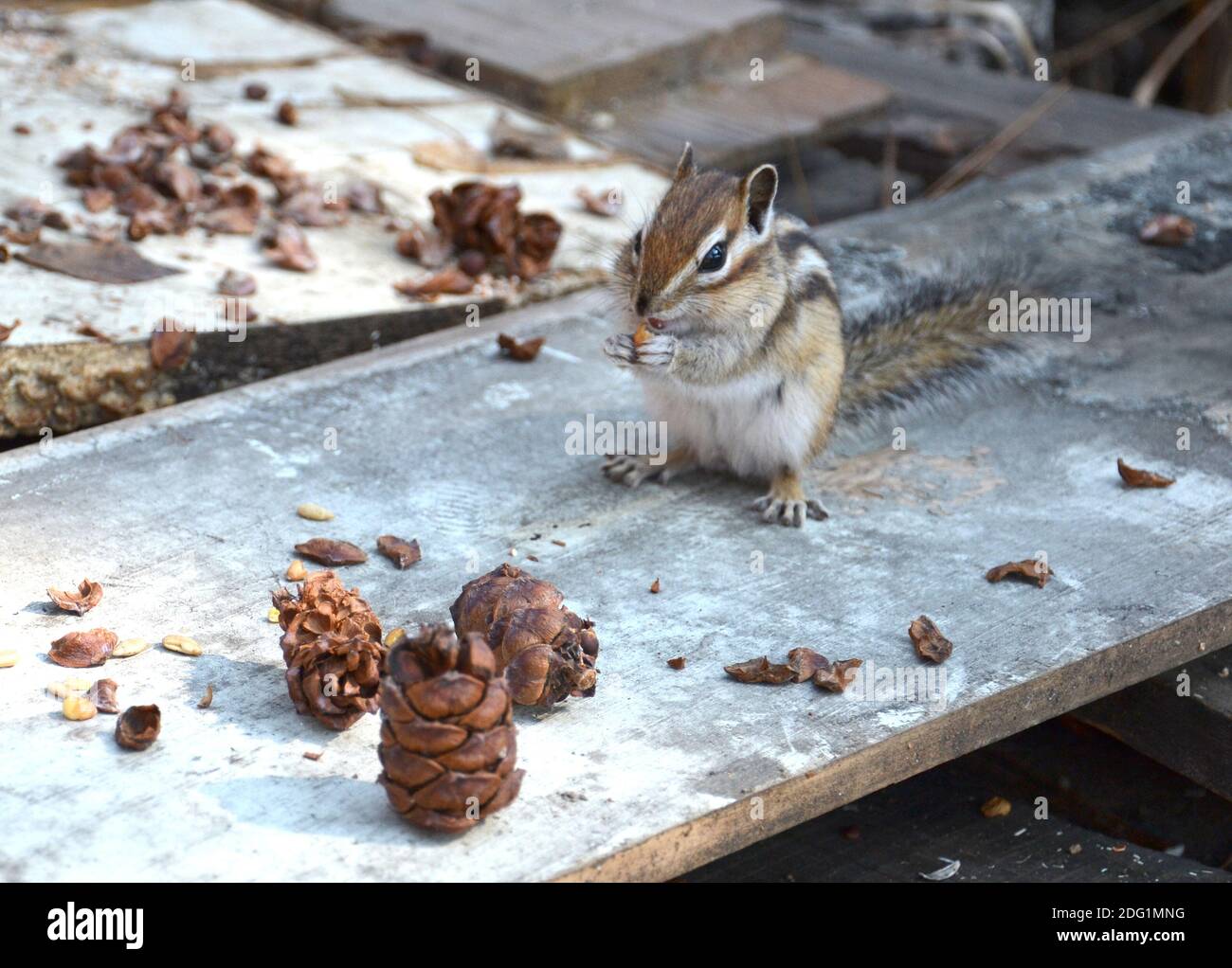Chipmunk full cheeks hi-res stock photography and images - Alamy