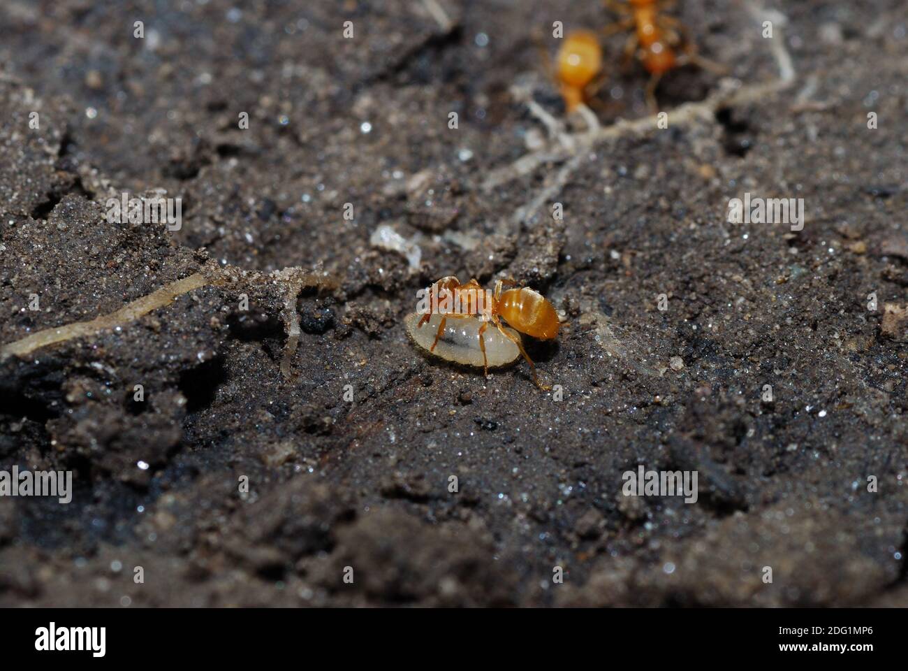 Ant with larva Stock Photo - Alamy