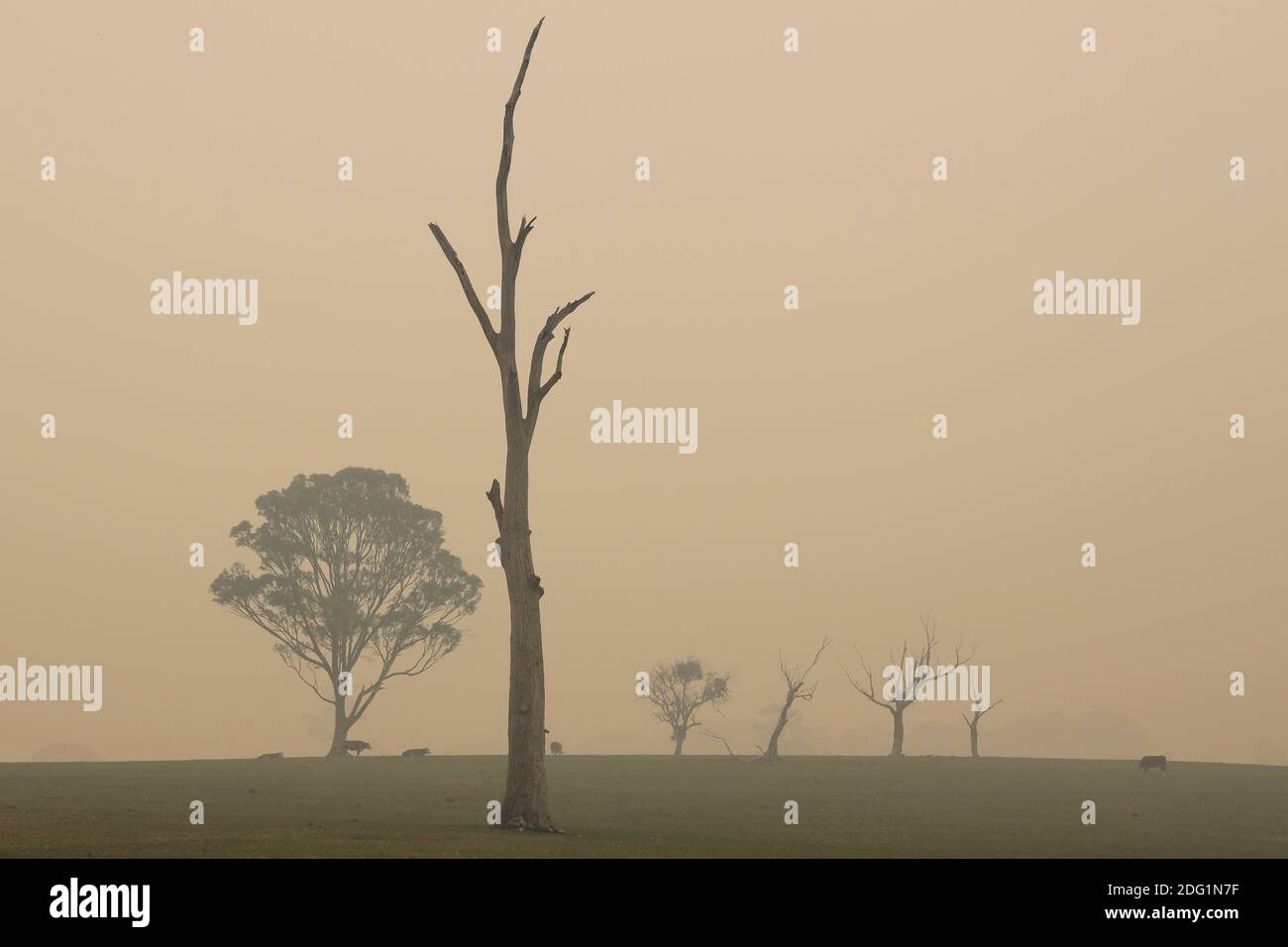 Bushfire smoke over East Gippsland countryside, Victoria, Australia ...