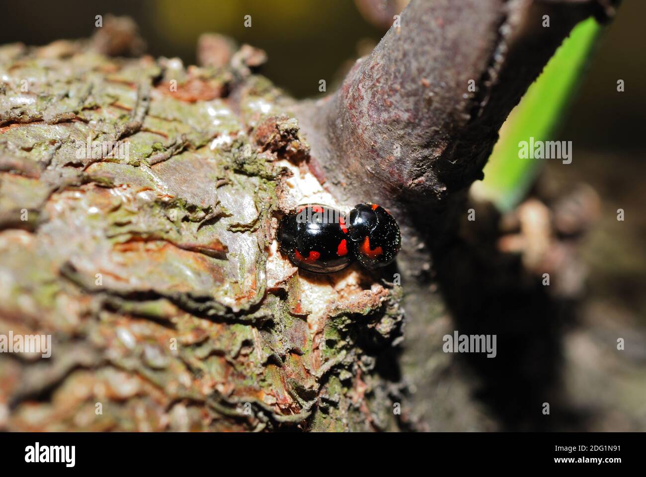 Two cages hi-res stock photography and images - Alamy
