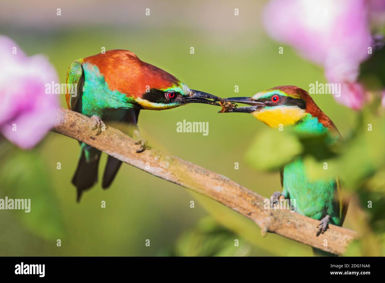 Bird of paradise dance hi-res stock photography and images - Alamy