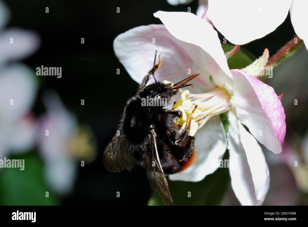 Limp hi-res stock photography and images - Alamy