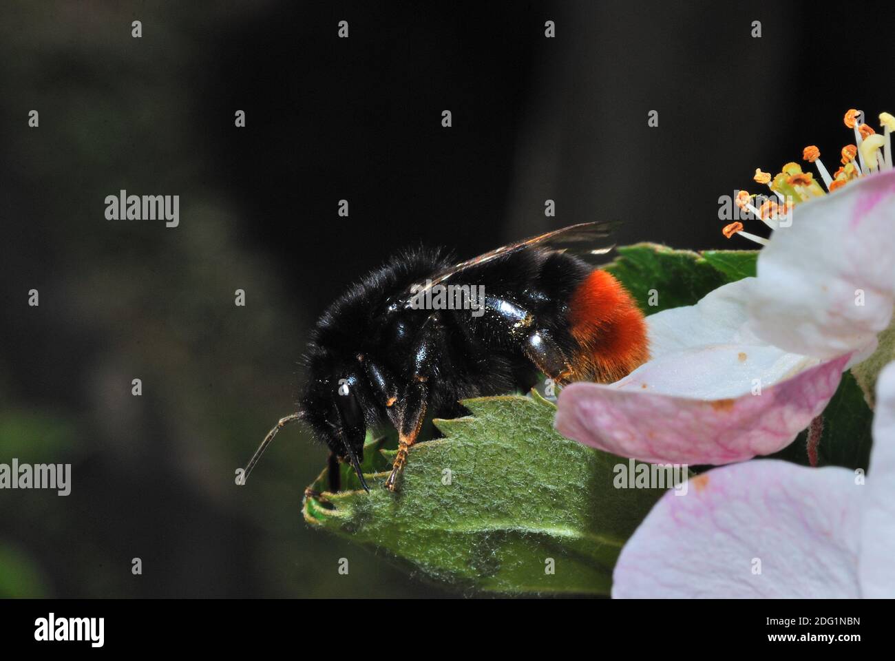 Limp hi-res stock photography and images - Alamy