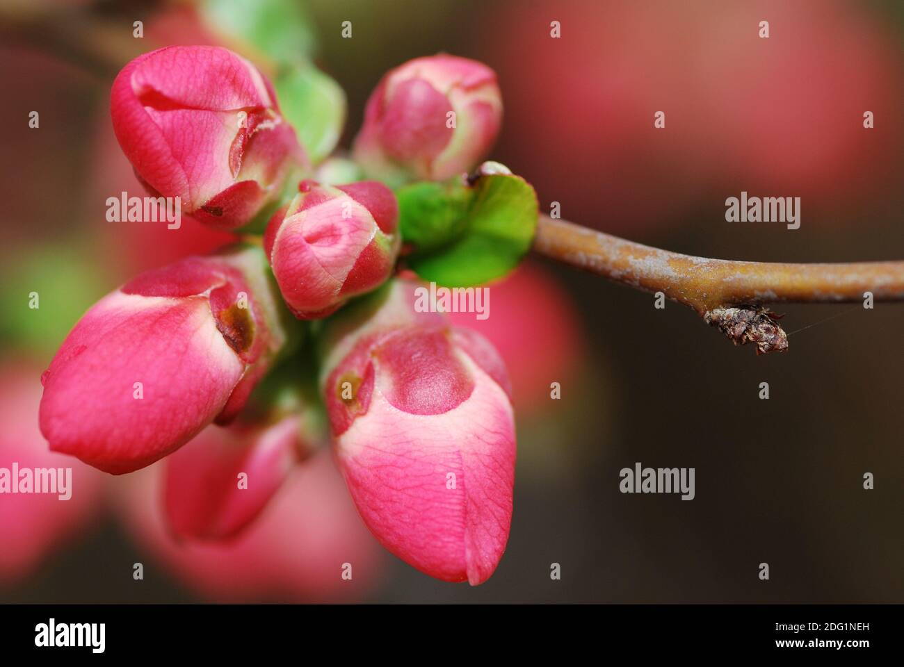 Shoestring hi-res stock photography and images - Alamy