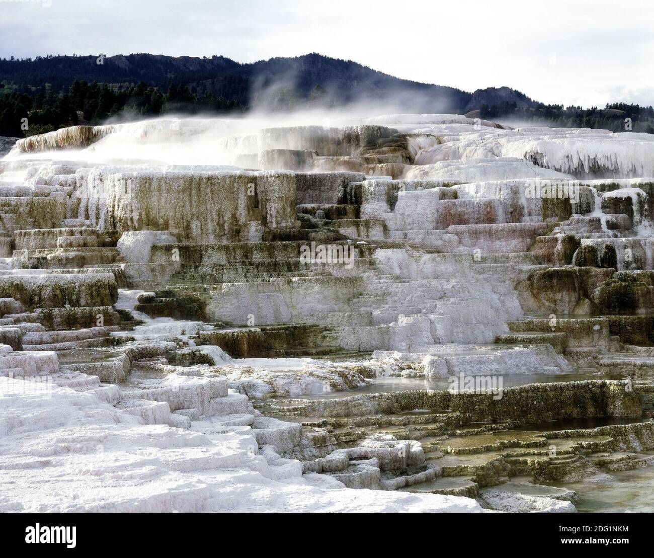 Minerva terrace mammoth hot springs hi-res stock photography and images ...