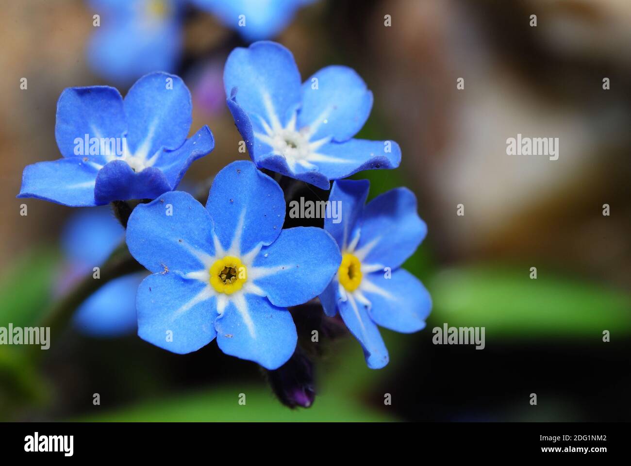 Forget-me-not large view Stock Photo - Alamy