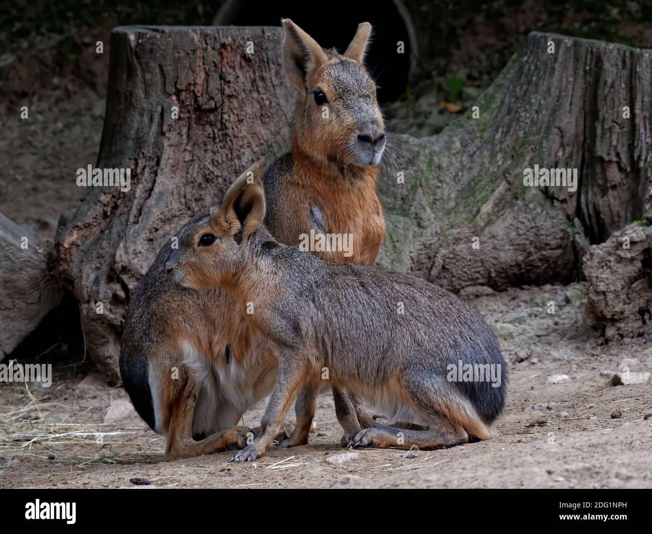 A closeup portrait of two alert brown hares in a forest standing near a ...