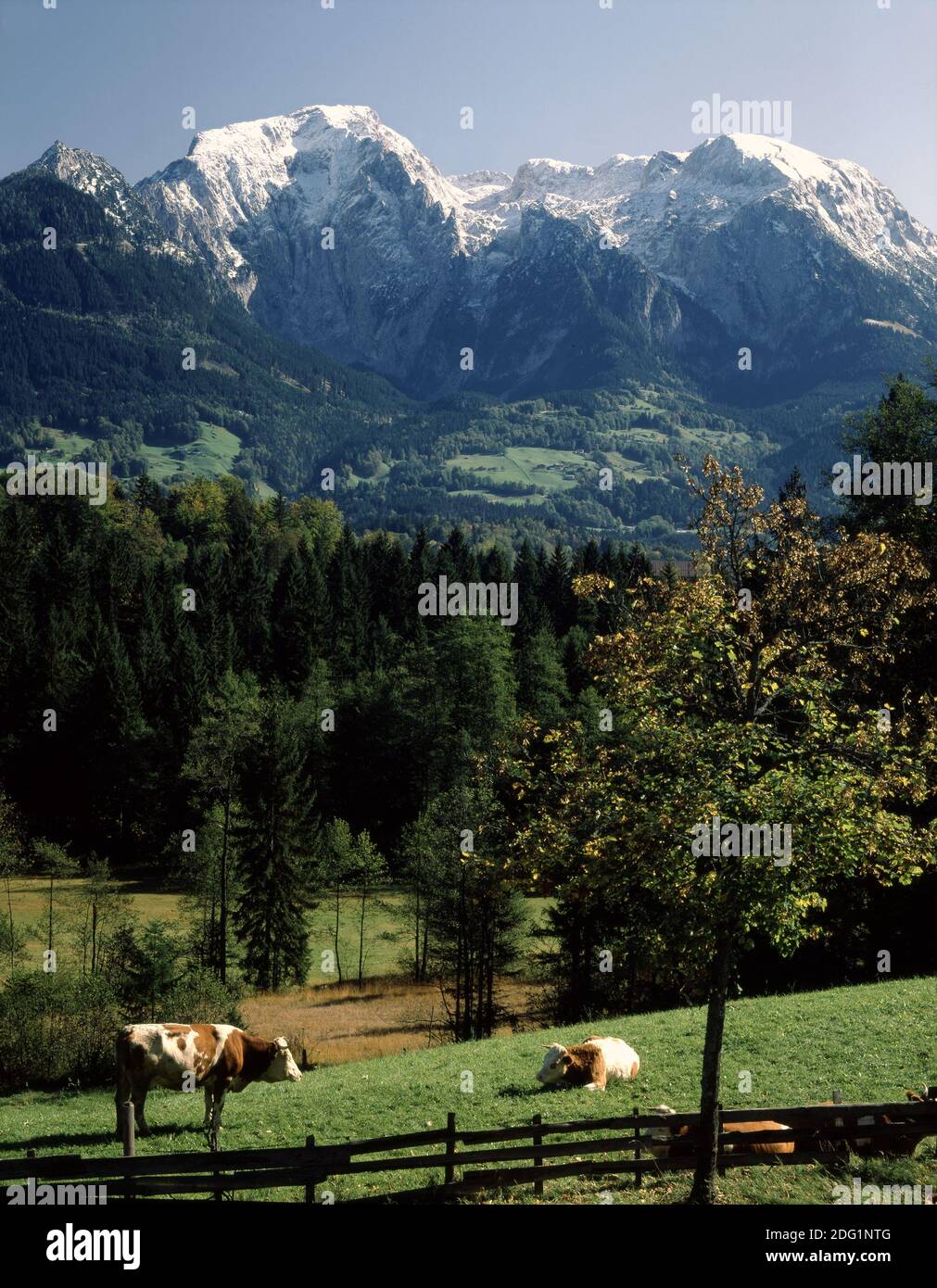 Alps grass field hi-res stock photography and images - Alamy
