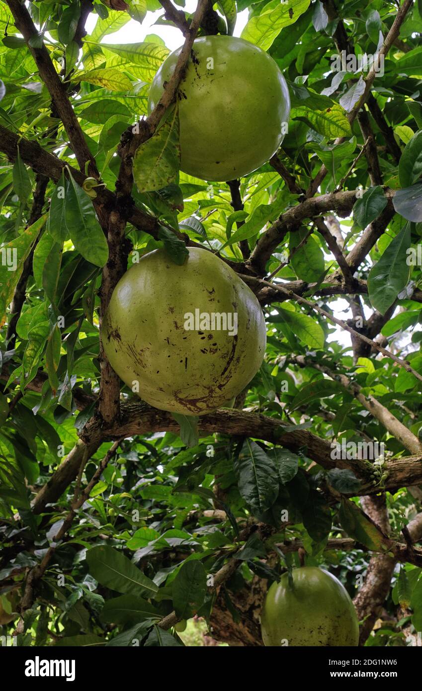 Large guava hanging in a tree, Bali, Indonesia Stock Photo - Alamy