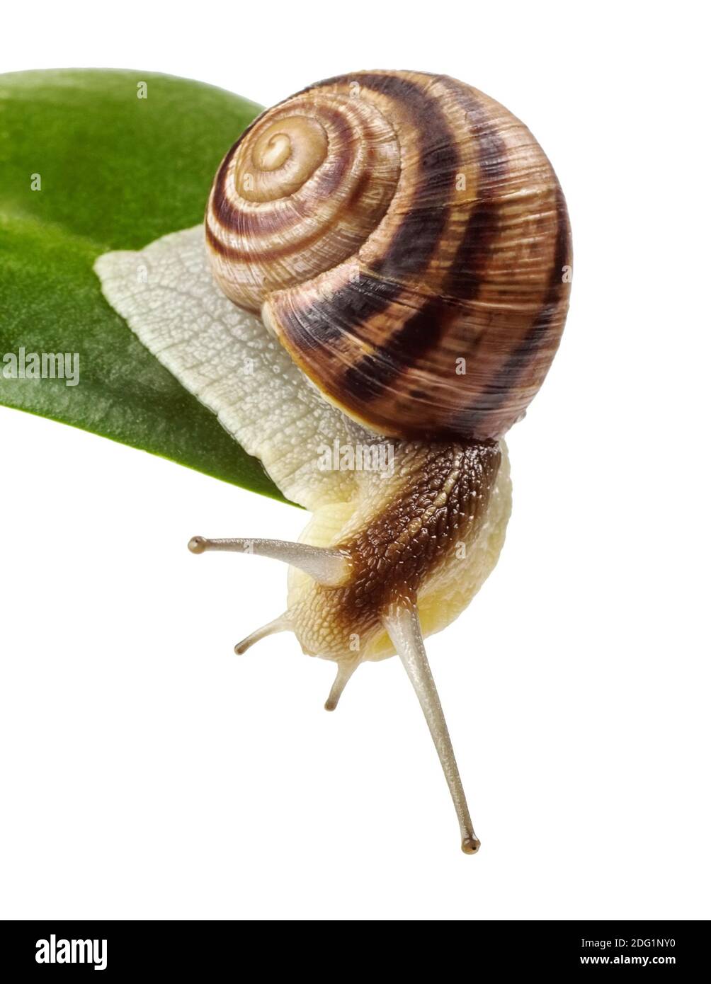 Eatable snail hi-res stock photography and images - Alamy