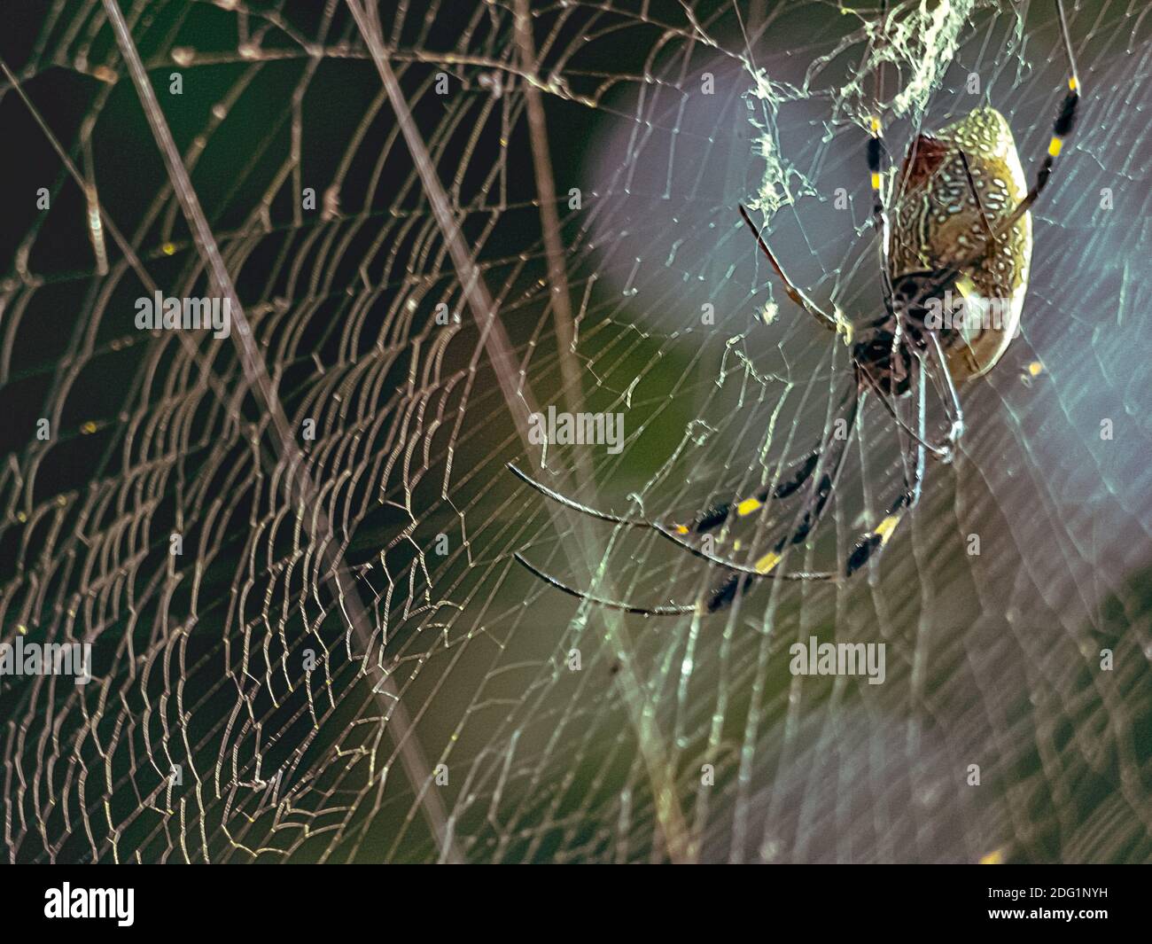 Messy cobweb hi-res stock photography and images - Alamy