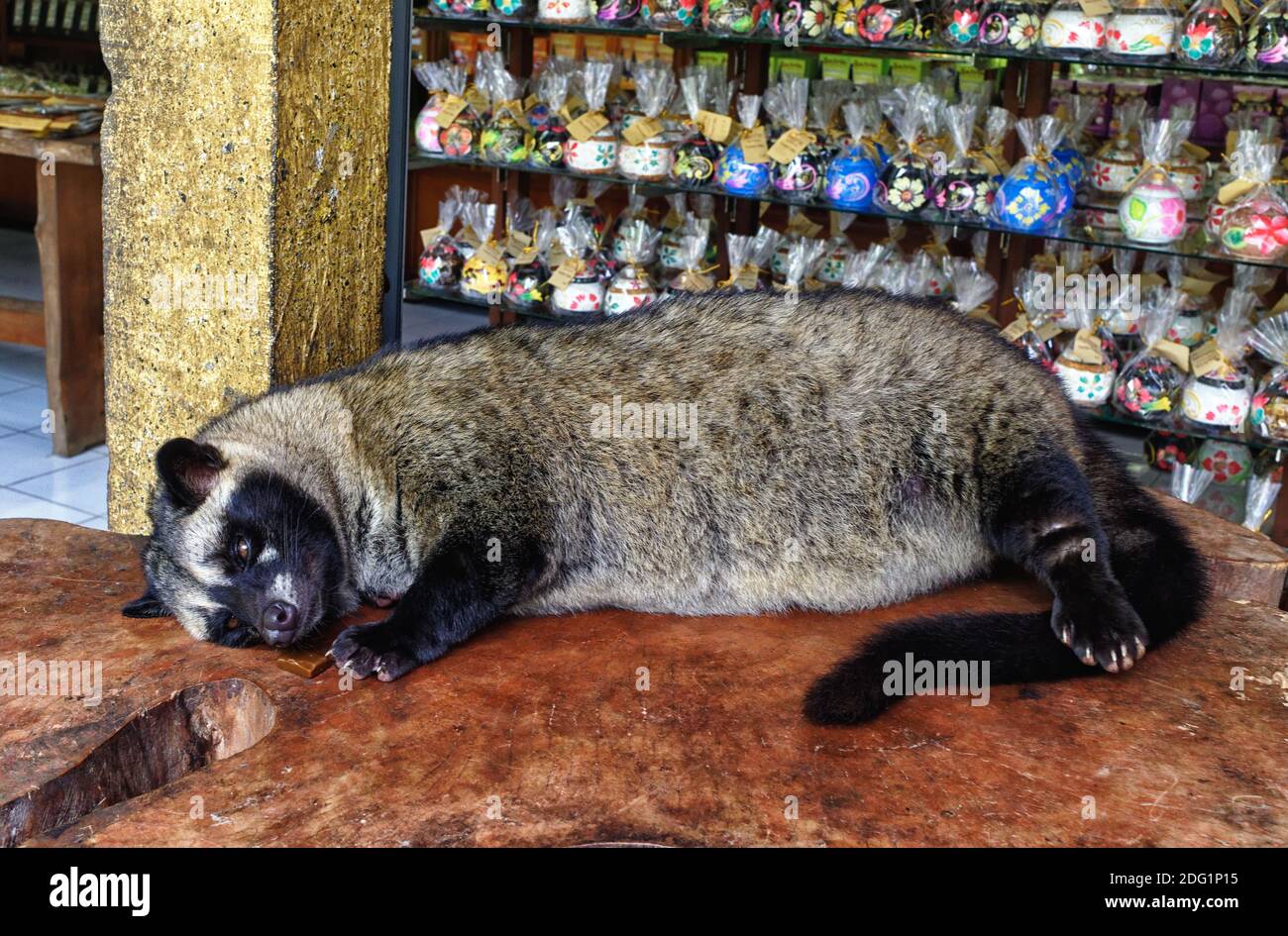 A reclining civet, the "transport" for beans to make Luwak coffee, aka ...