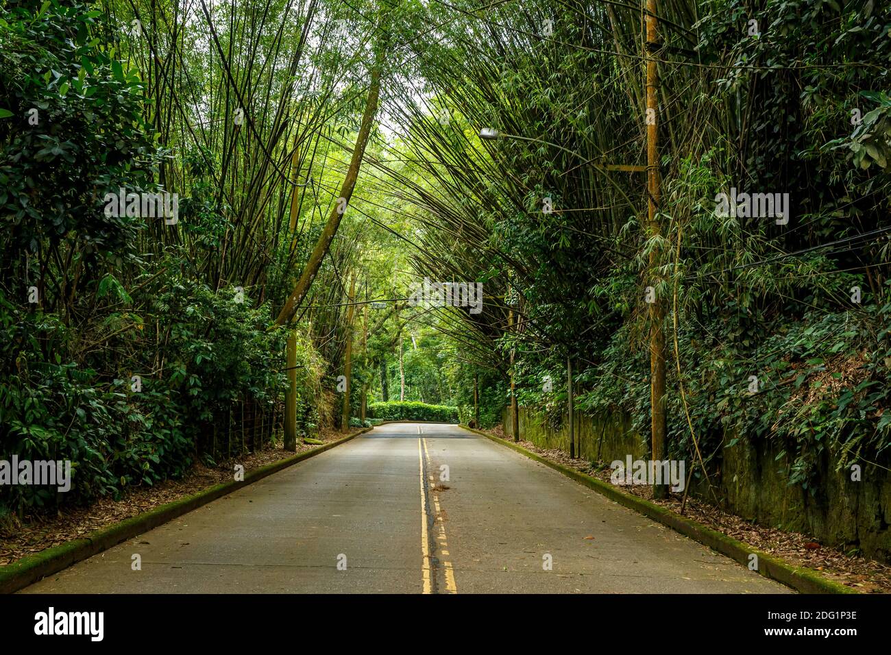 Bamboo trees overhang the road Stock Photo - Alamy