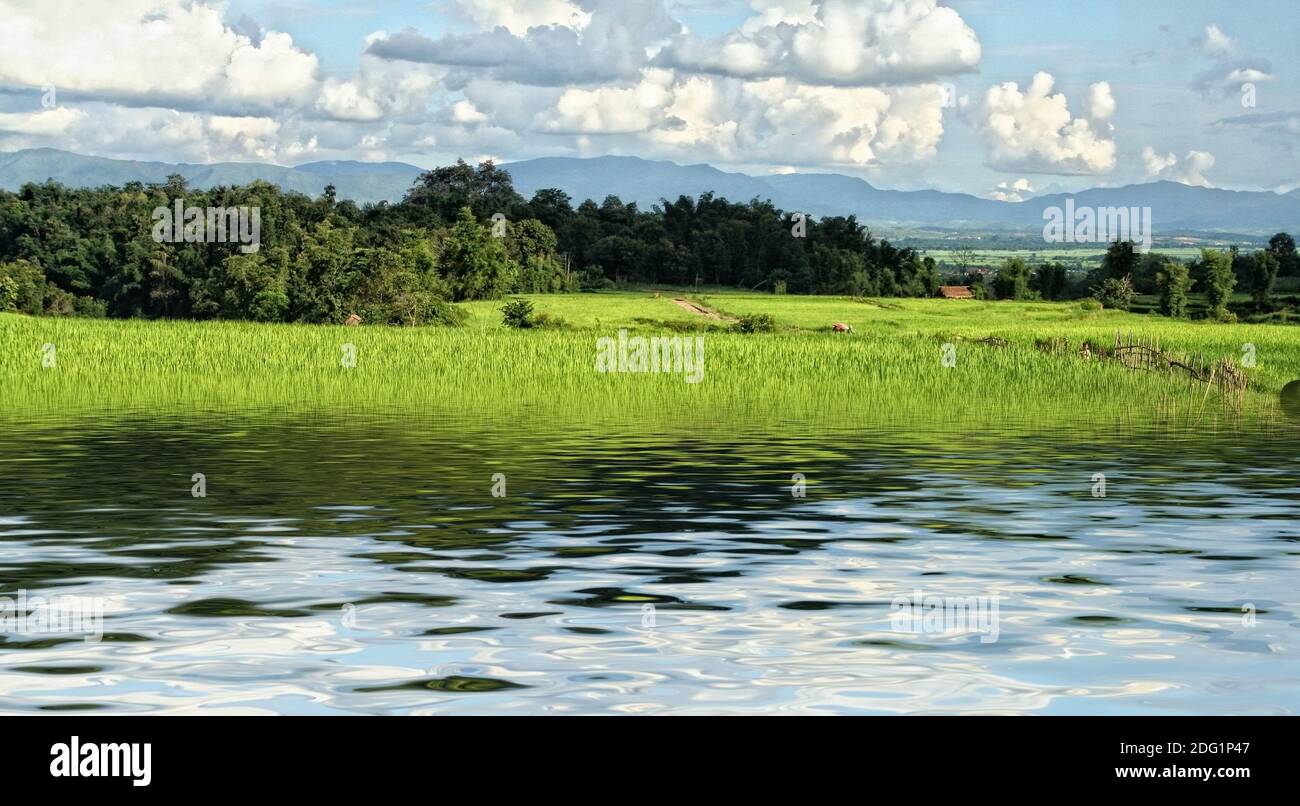 Rice field background Stock Photo - Alamy