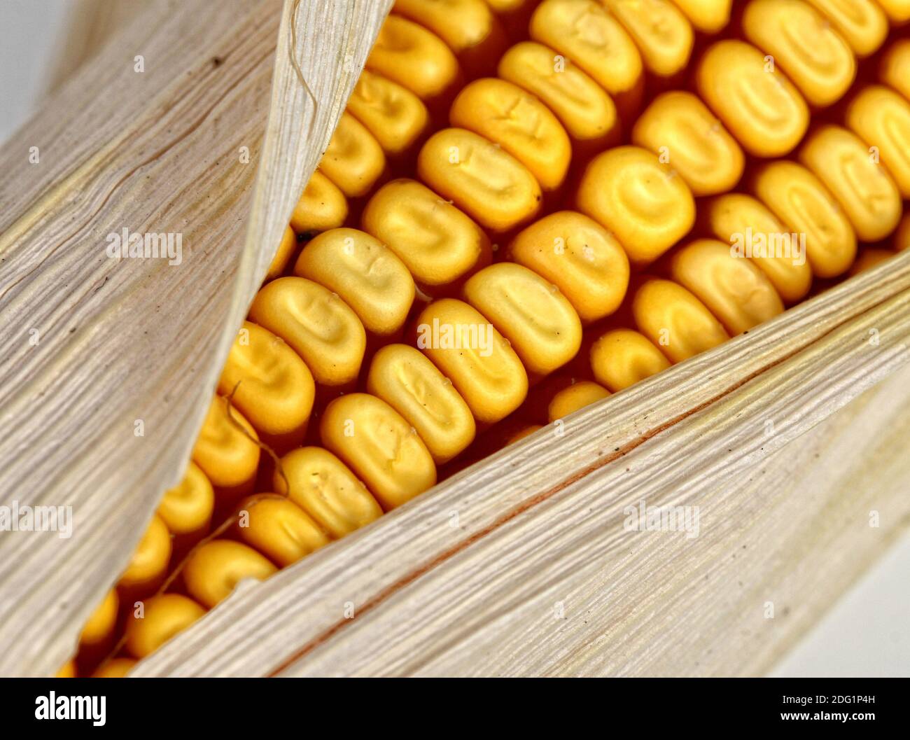 Corncob detail hi-res stock photography and images - Alamy