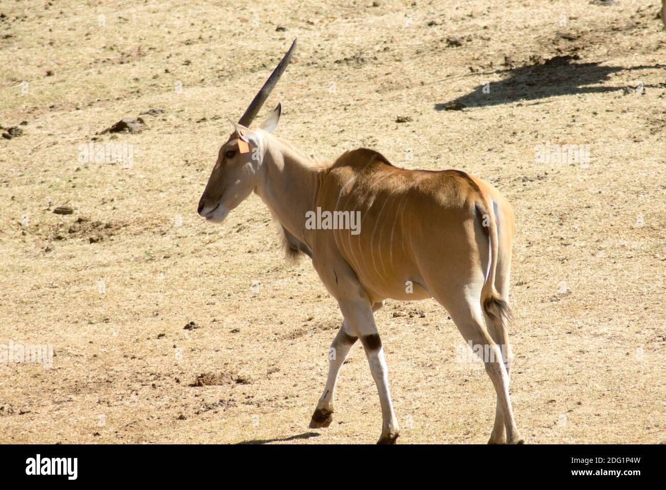 A single wild antelope in a desert Stock Photo - Alamy