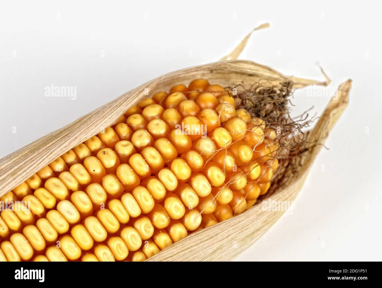 Corncob kernels hi-res stock photography and images - Alamy