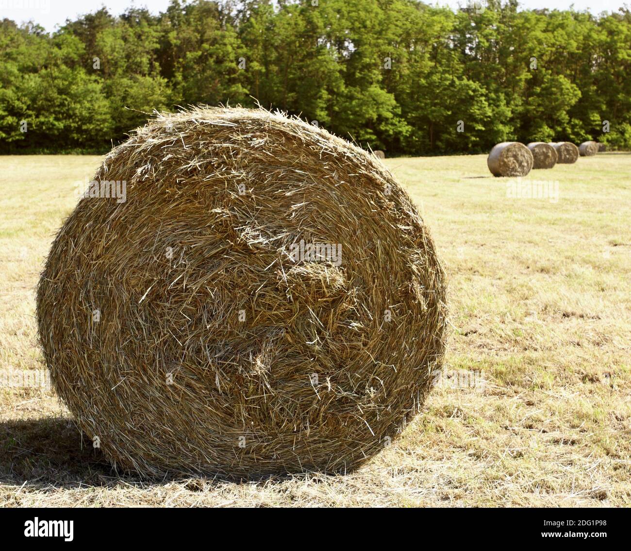 Bale hay hi-res stock photography and images - Alamy