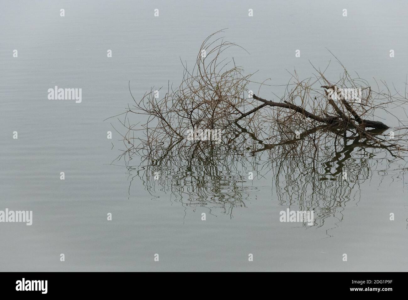 Fallen tree covered by the River Thames generating a reflection, misty ...
