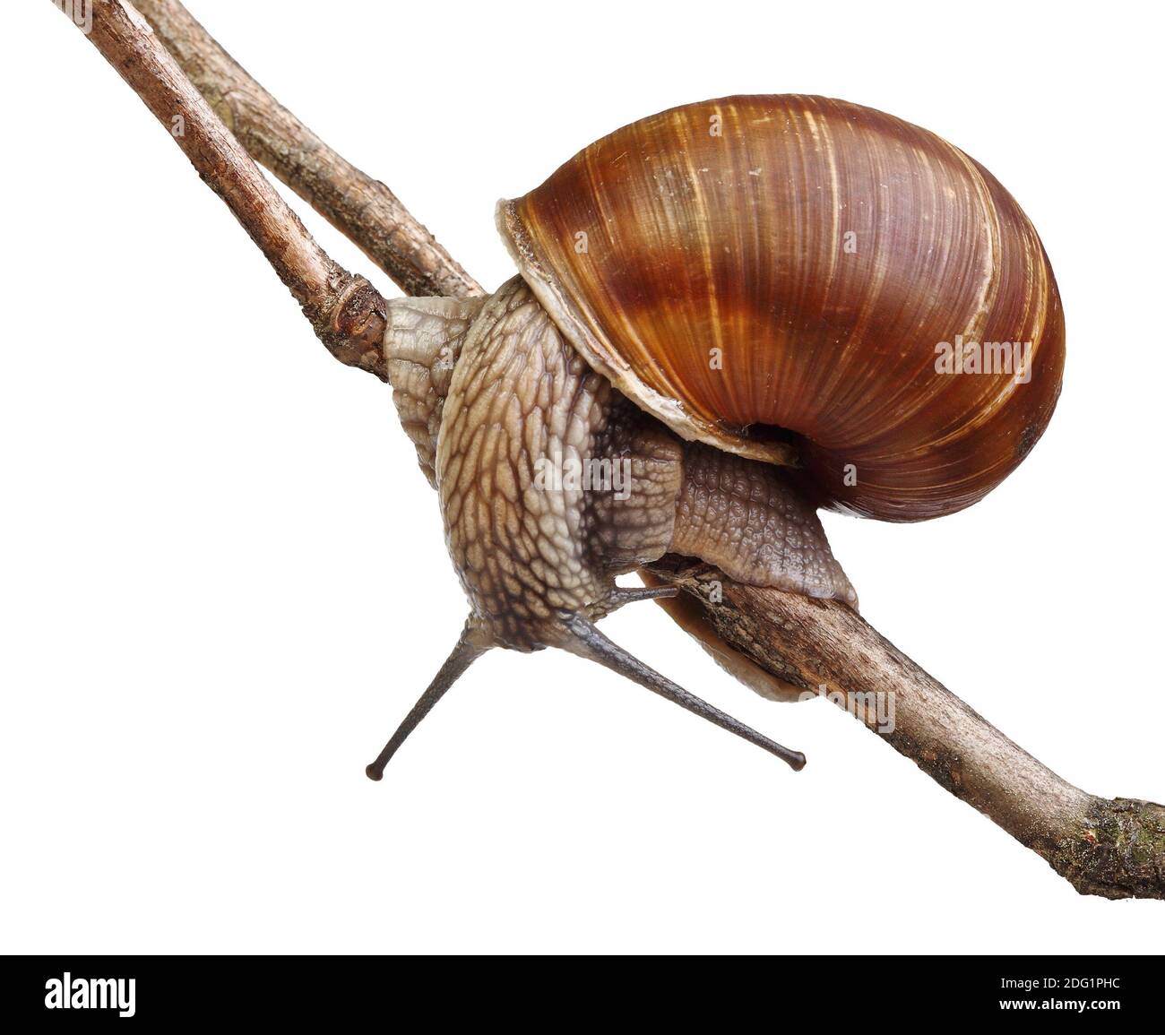 One snail hi-res stock photography and images - Alamy