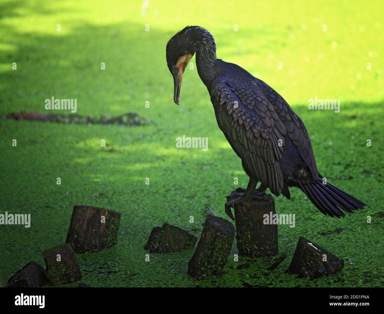 Wild bird background Stock Photo - Alamy