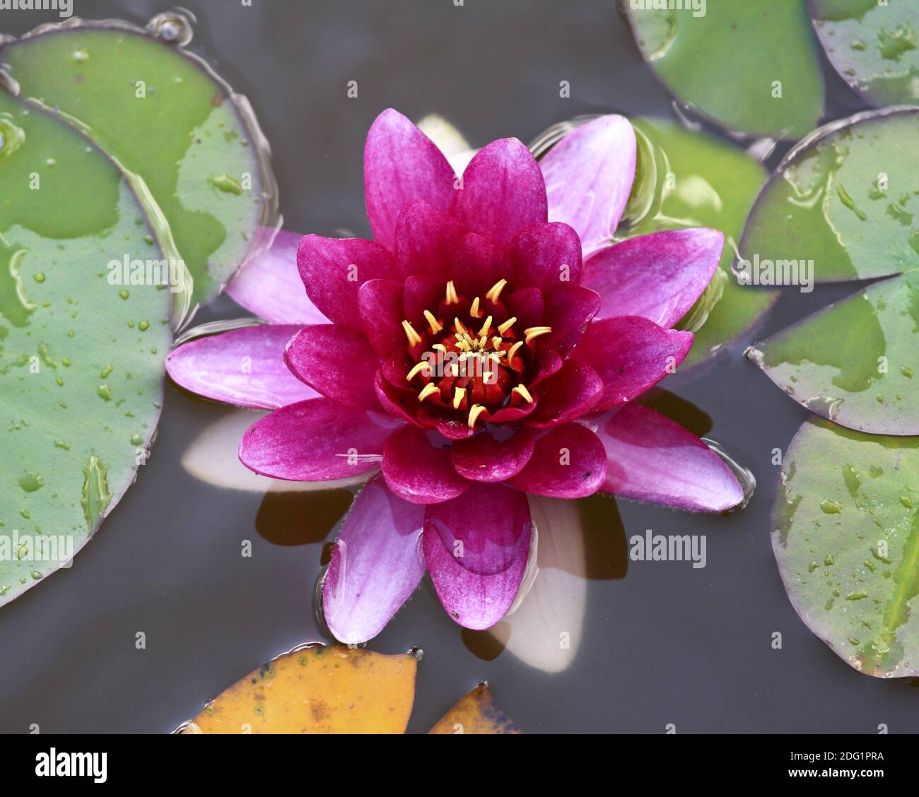 Nymphaea blue beauty hi-res stock photography and images - Alamy