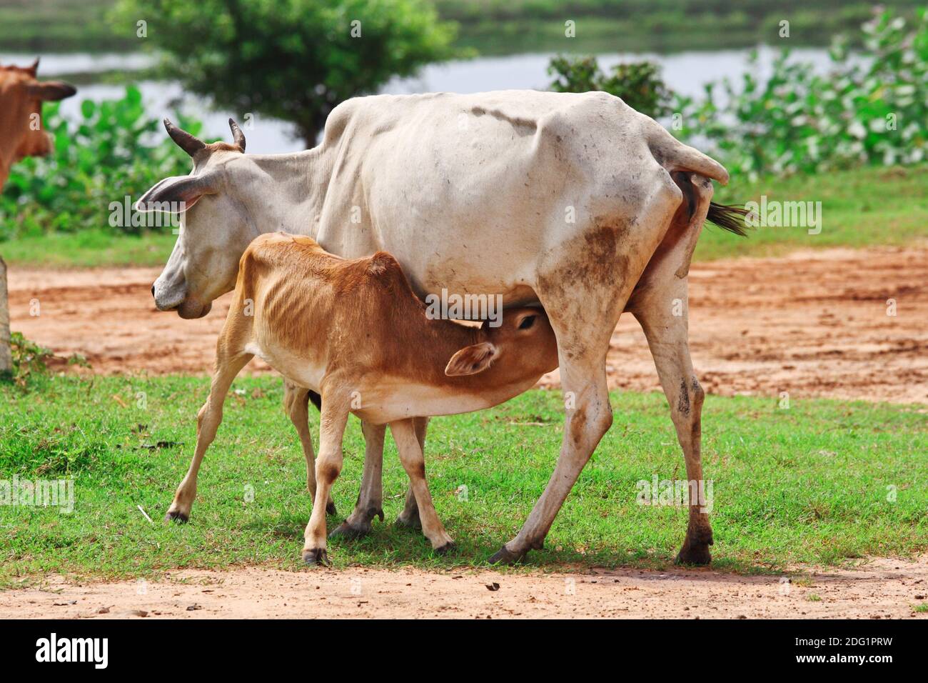 Puppy and cow hi-res stock photography and images - Alamy