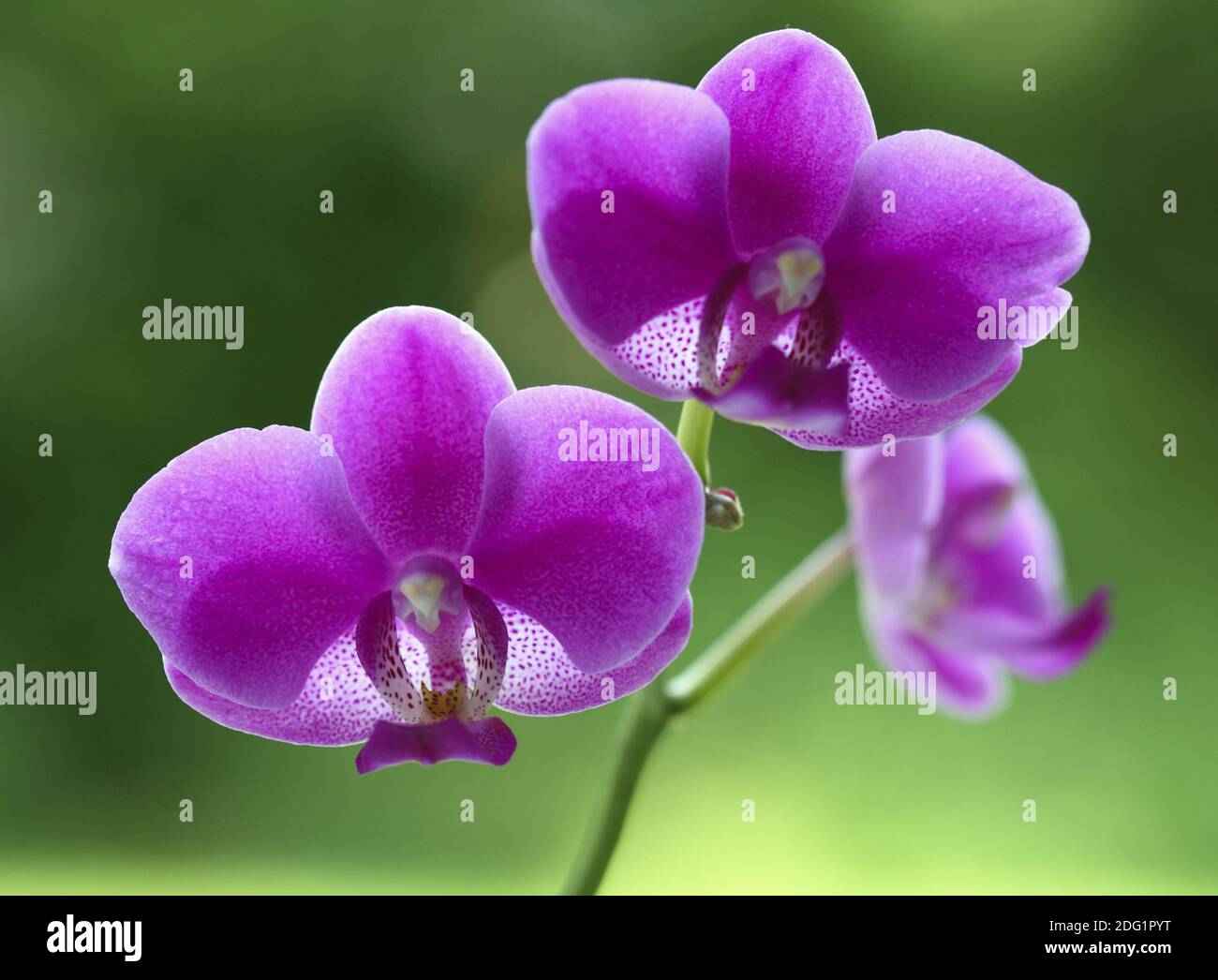 Orchid natural flower Stock Photo - Alamy