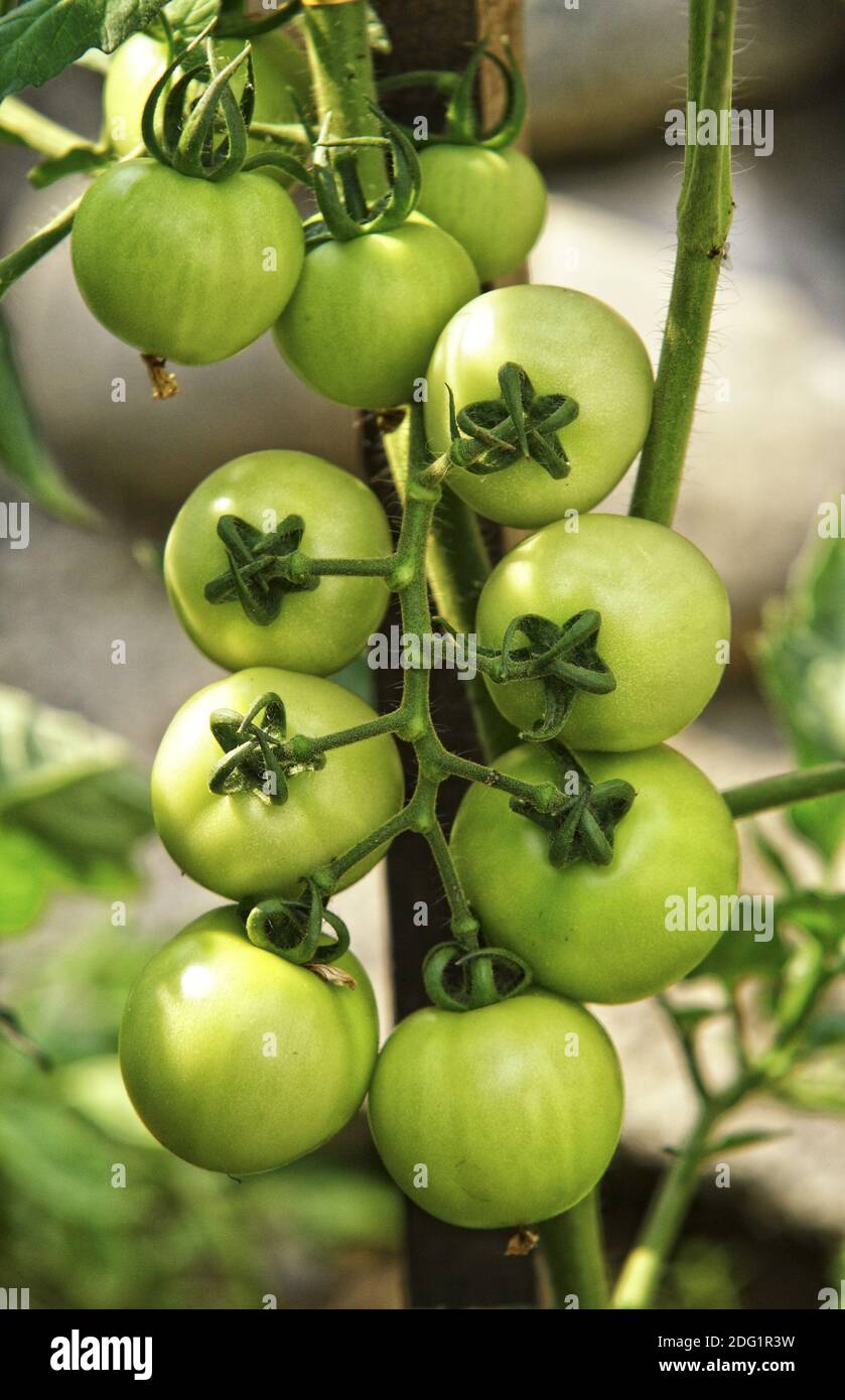Tomatos greenhouse garden hi-res stock photography and images - Alamy