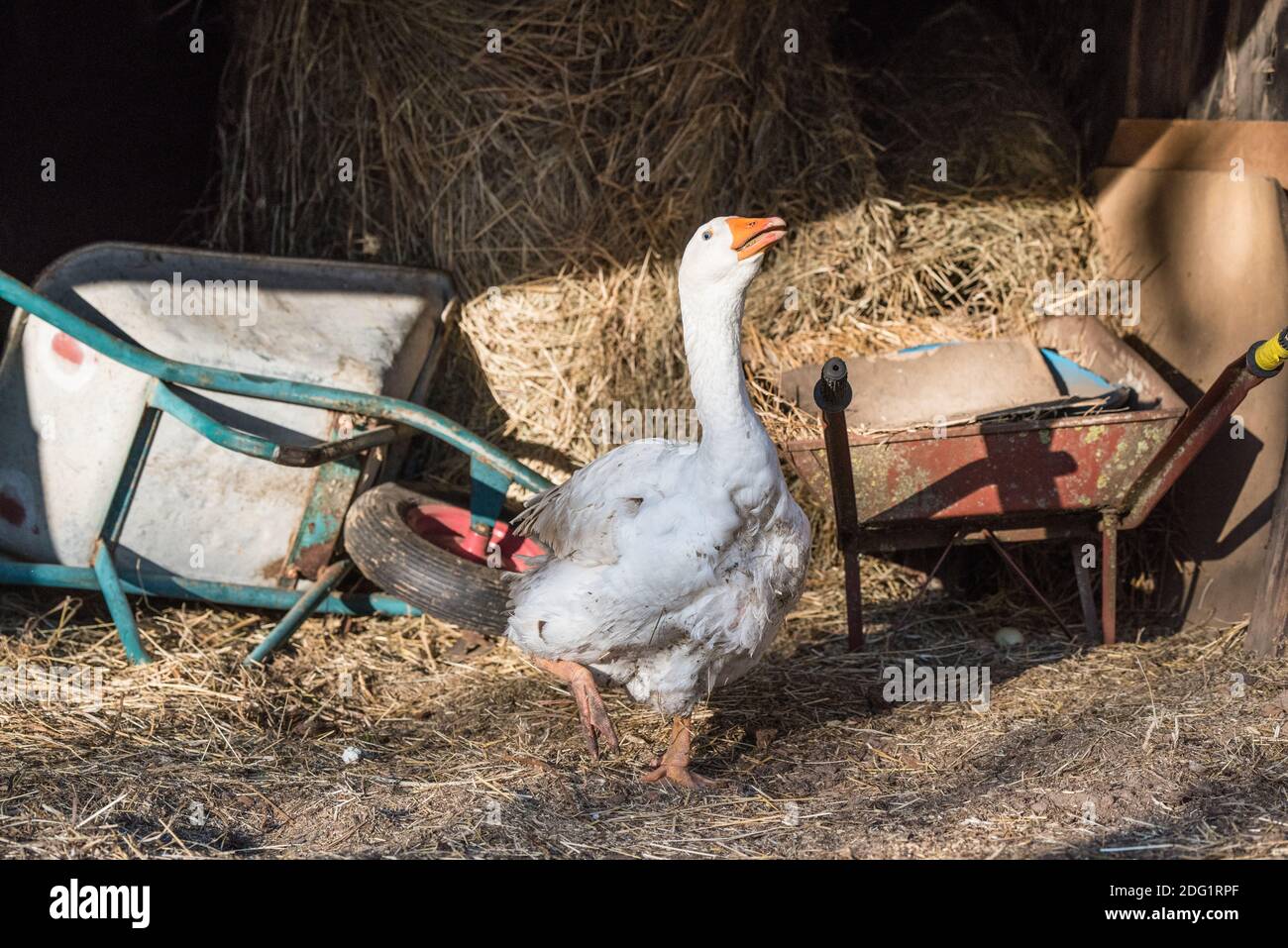 old white goose portait on nature outdoor Stock Photo - Alamy