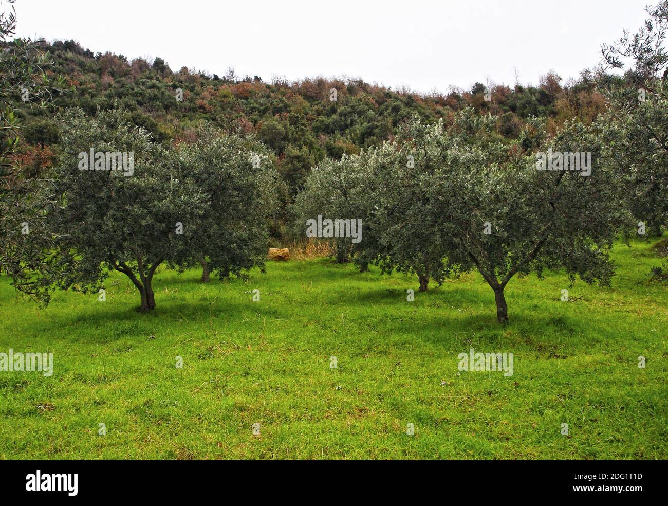 Olive tree background Stock Photo - Alamy