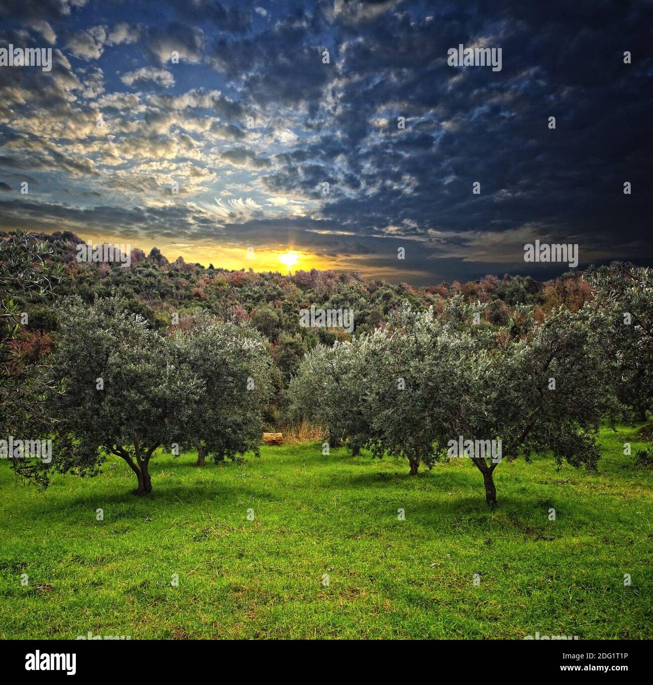 Olive tree background Stock Photo - Alamy