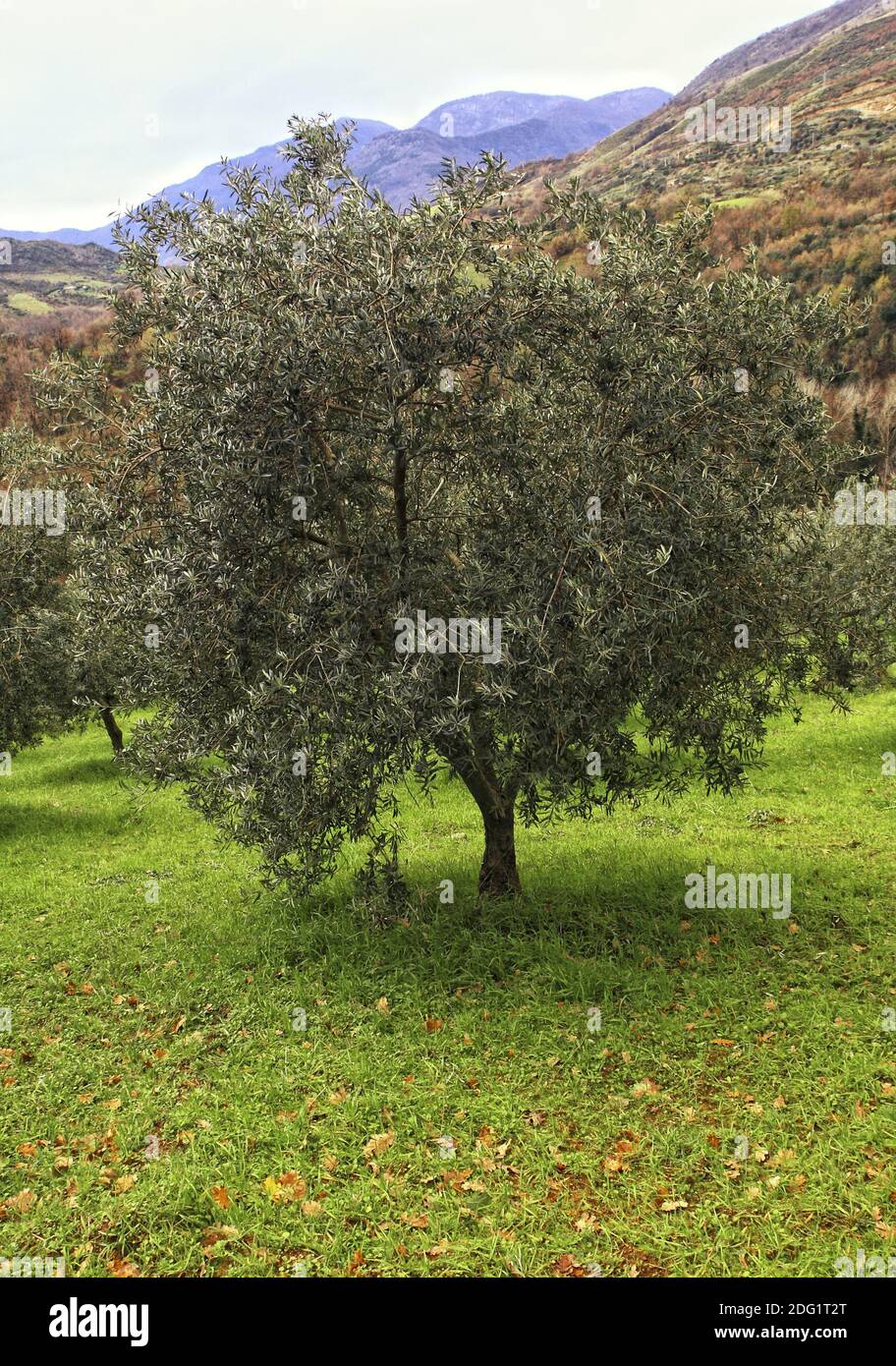 Olive tree background Stock Photo - Alamy