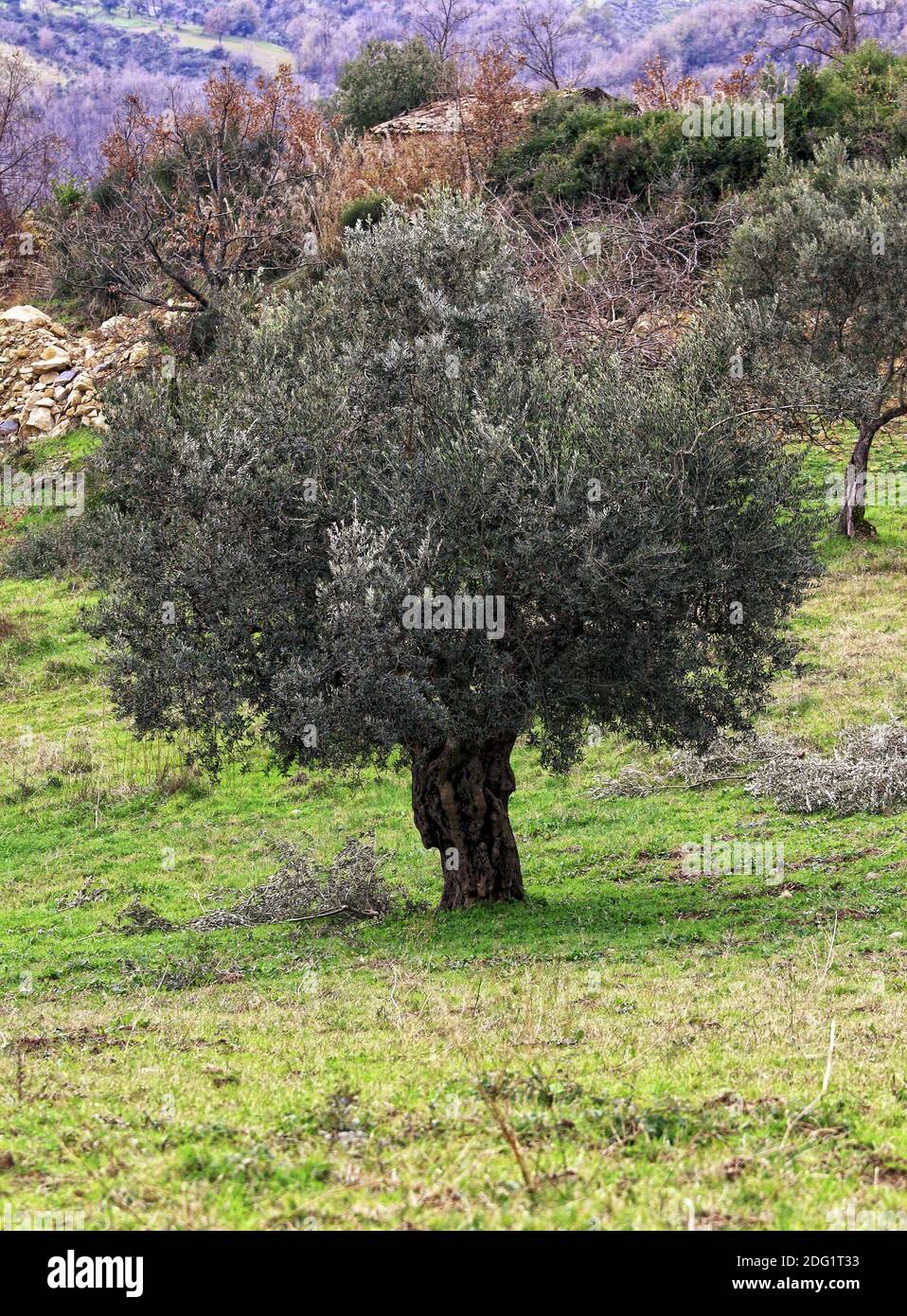 Big olive tree hi-res stock photography and images - Alamy