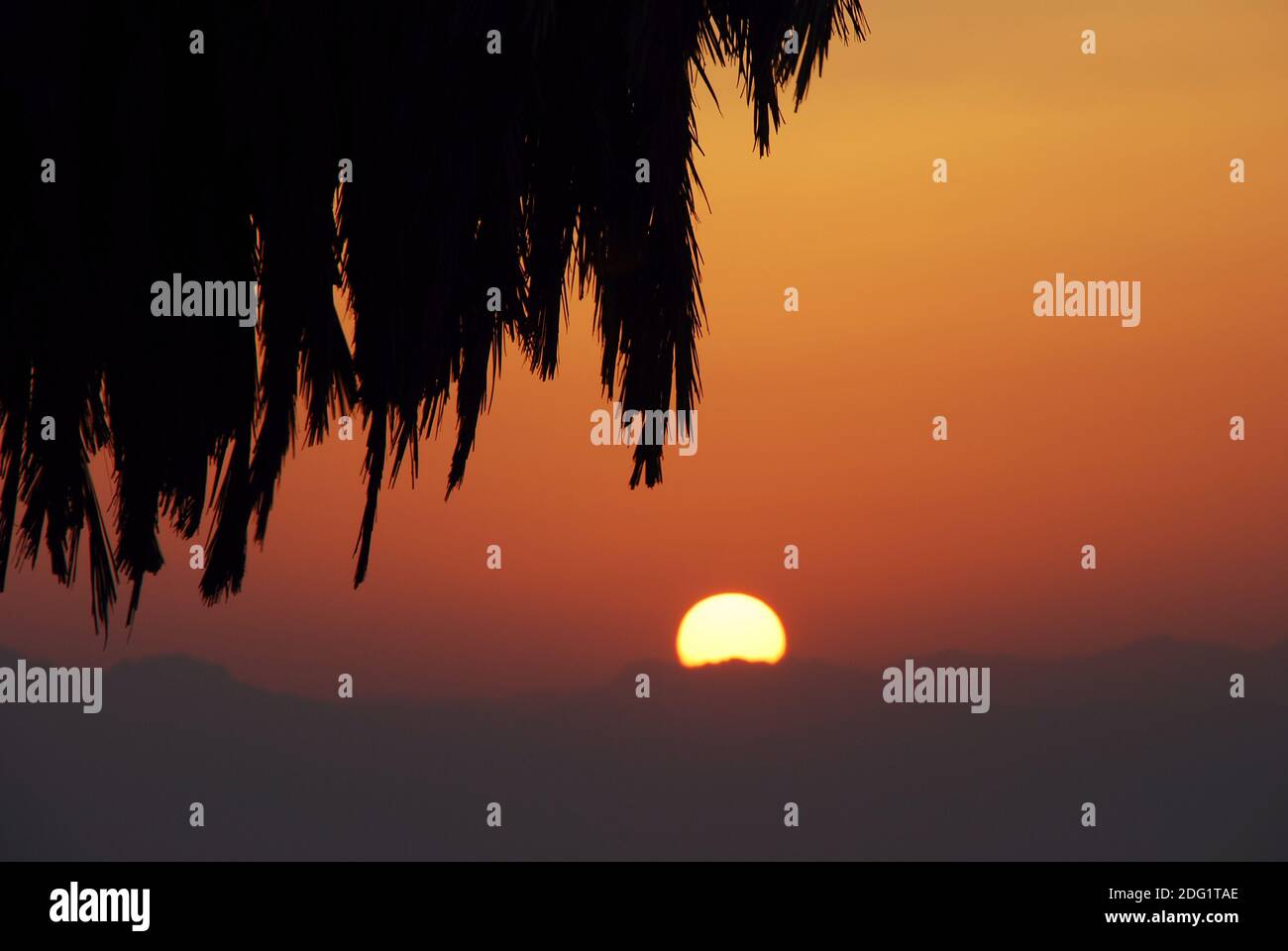 Sunrise and palm tree Stock Photo - Alamy