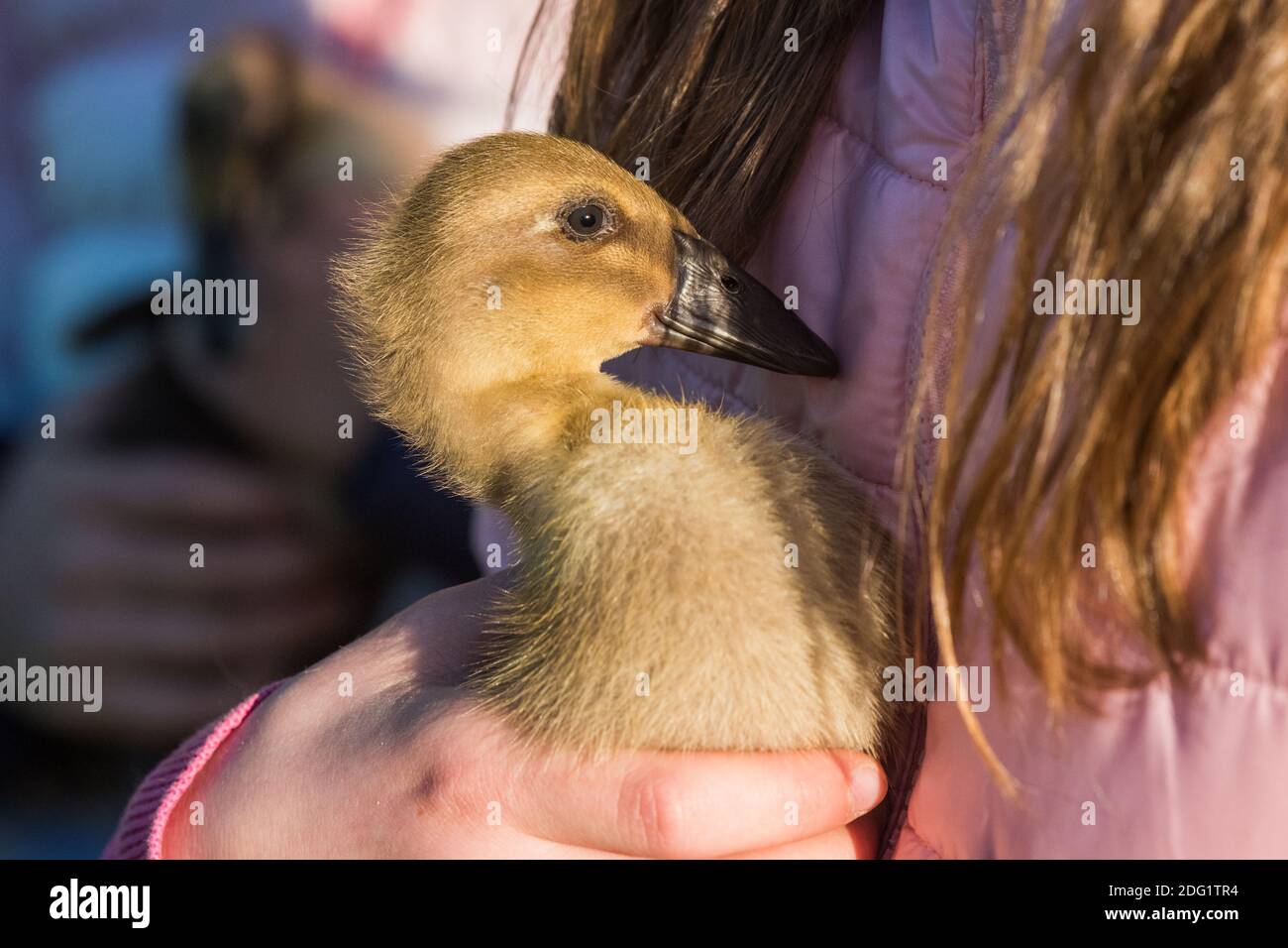 Child afraid bird hi-res stock photography and images - Alamy