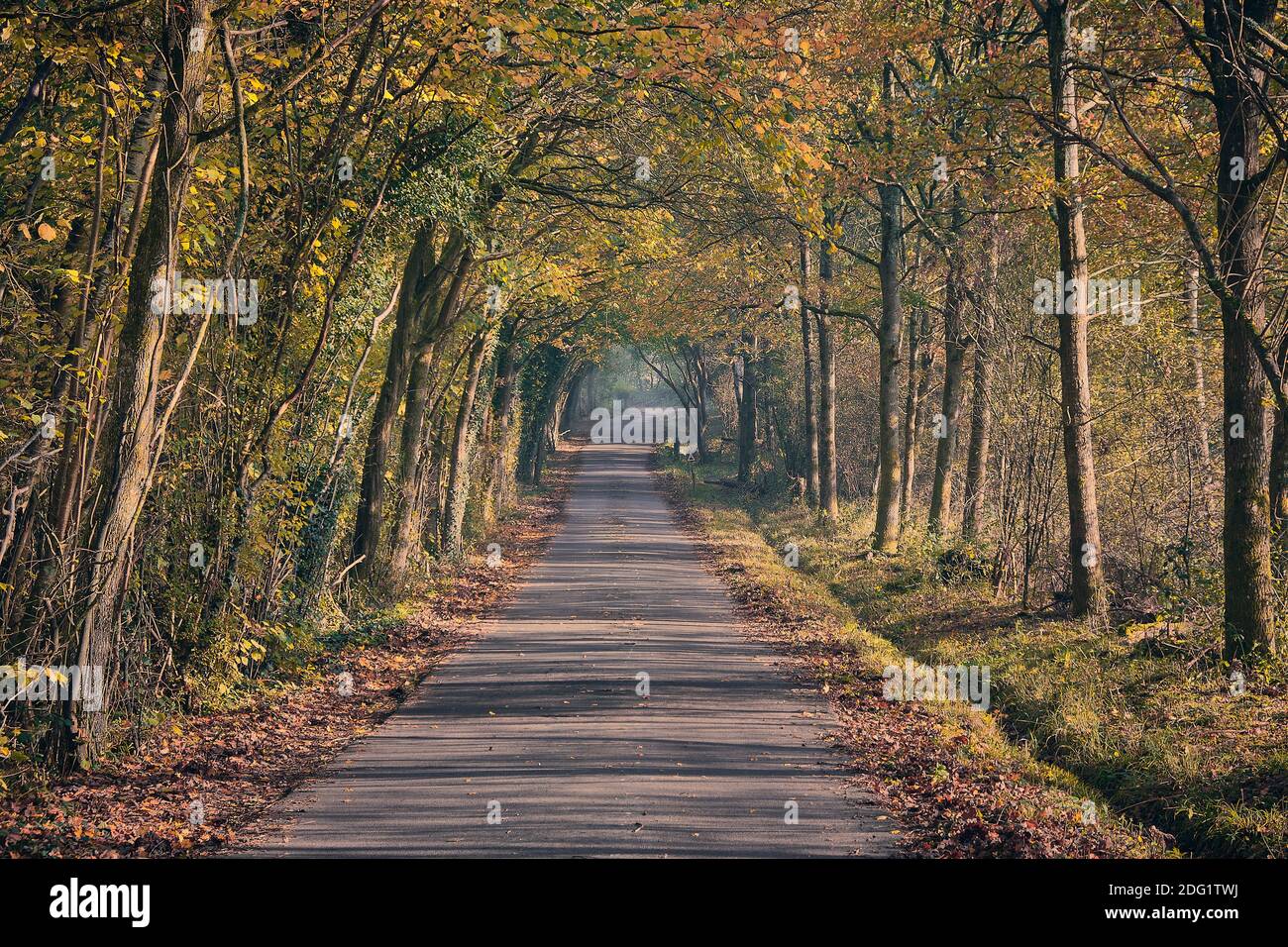 Tree lined country lane with golden leaves in autumn Stock Photo - Alamy