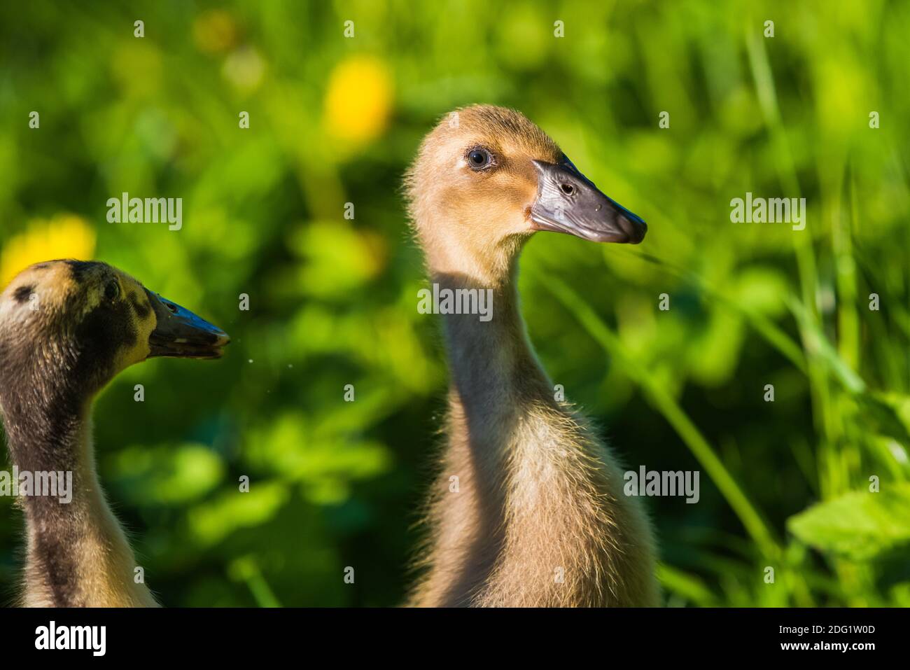 Two little domestic gray duckling in green grass Stock Photo - Alamy