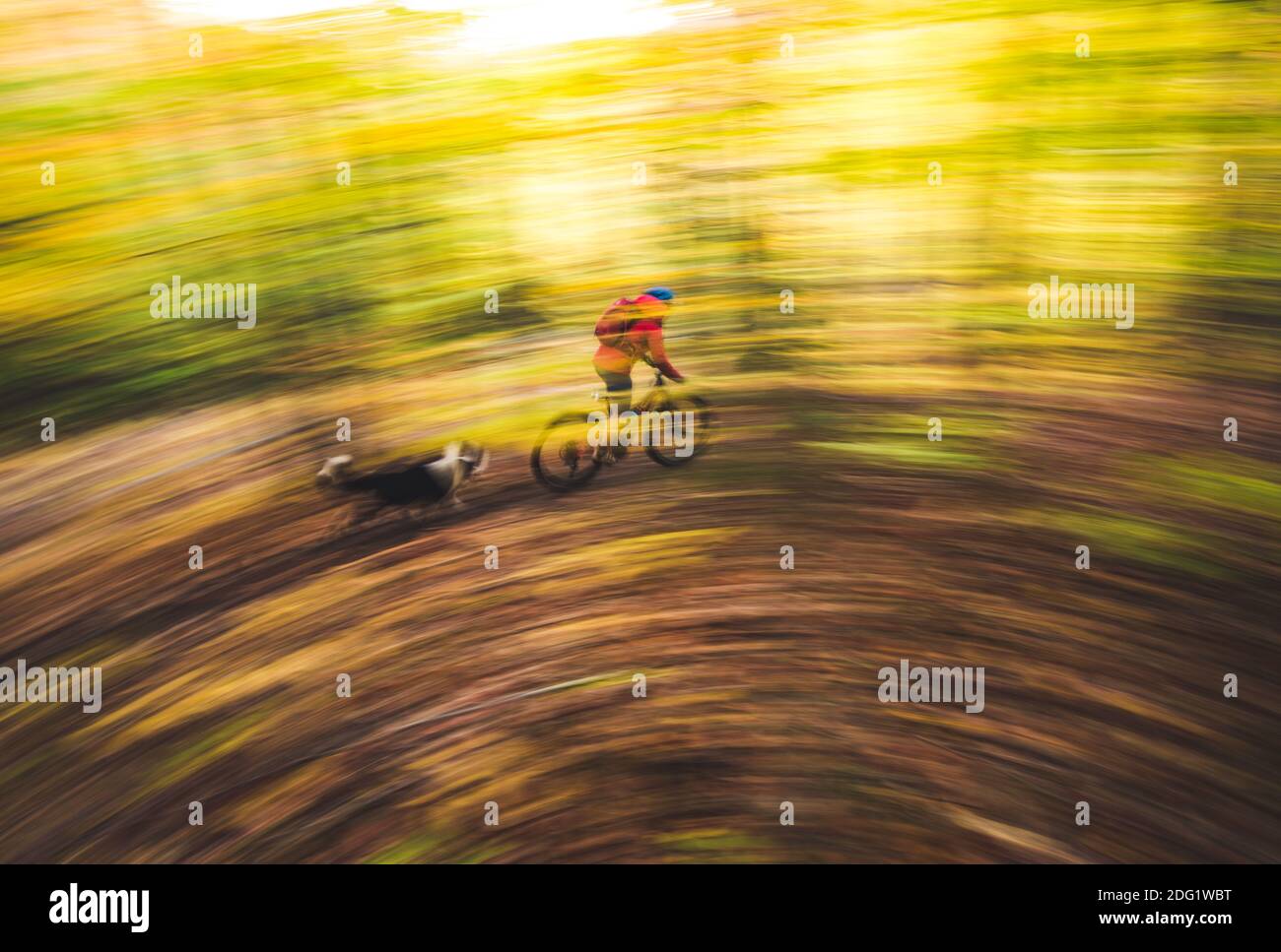 Blurred female mountain-biking downhill with dog running behind Stock ...
