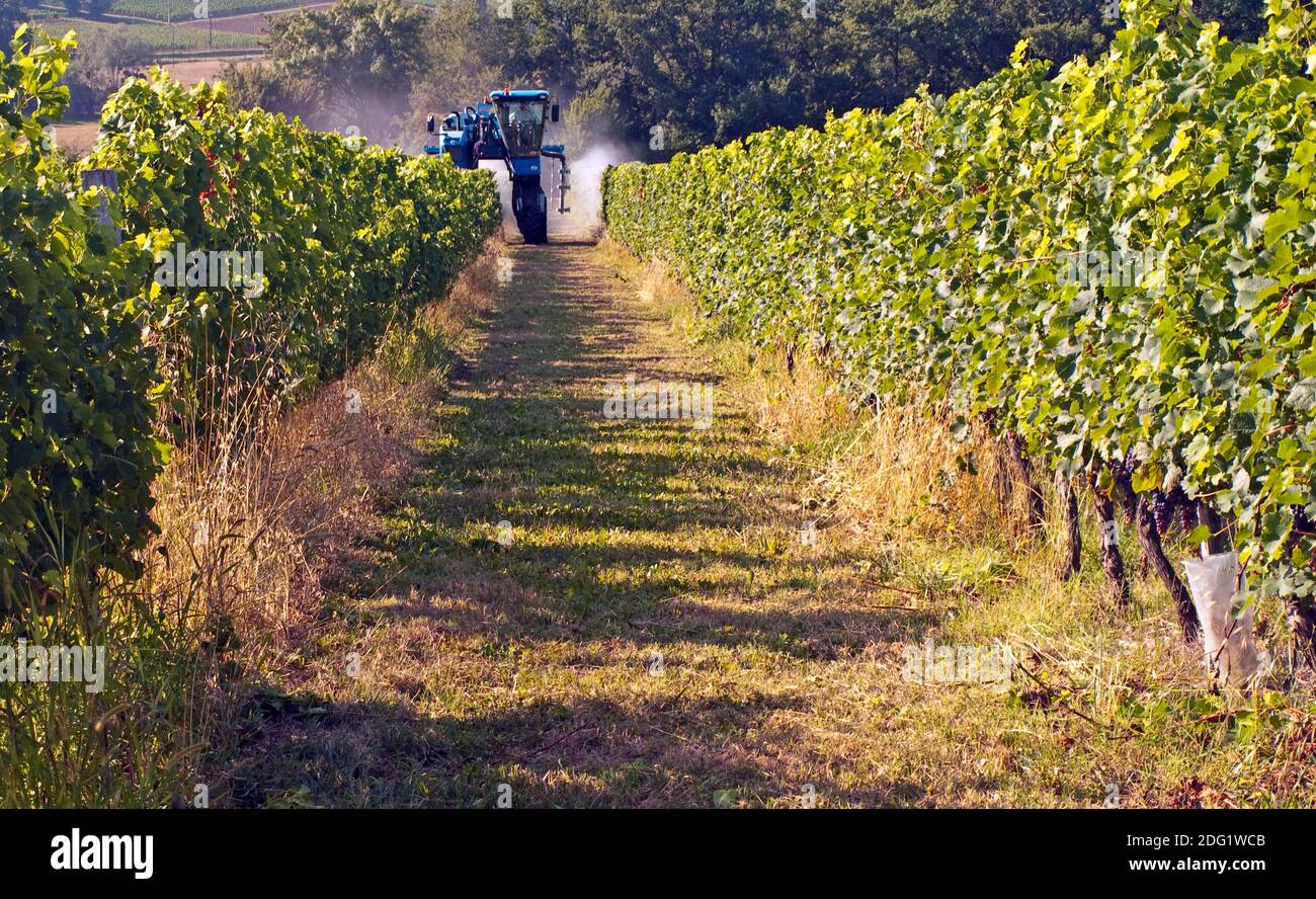 Spraying the vines hi-res stock photography and images - Alamy