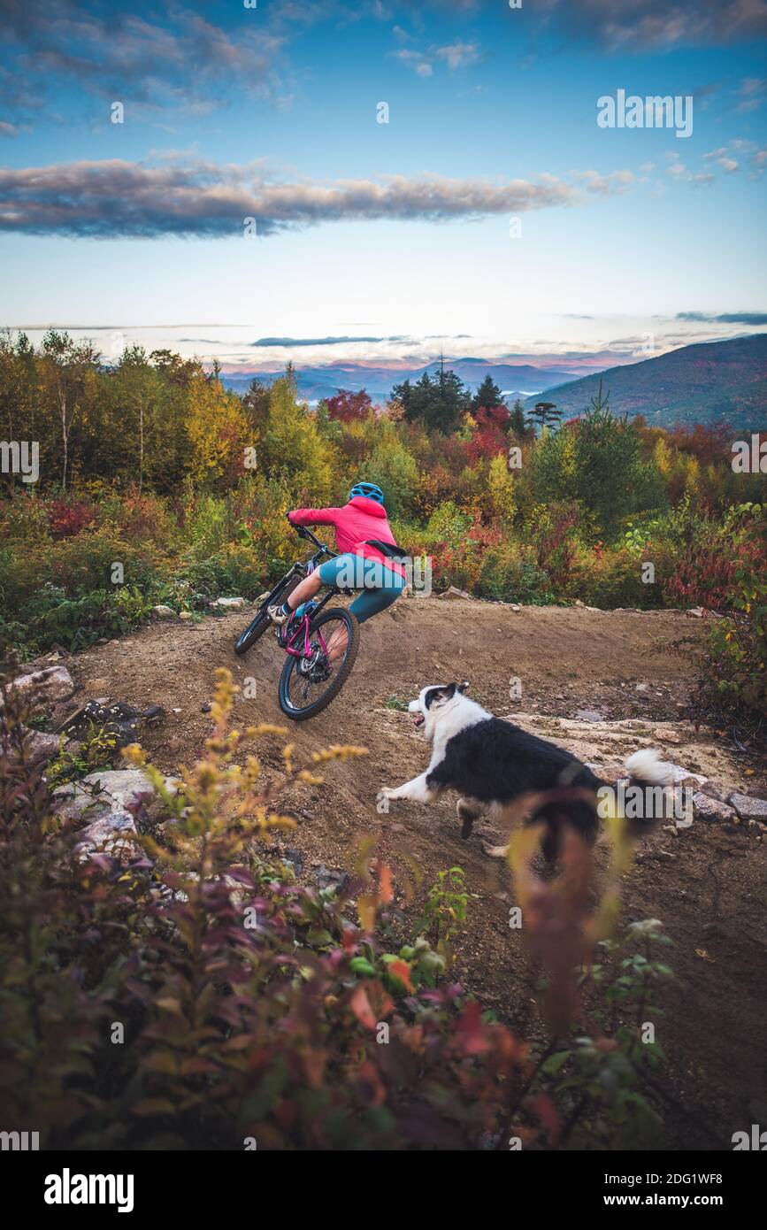 Why Do Dogs Run Behind Bikes