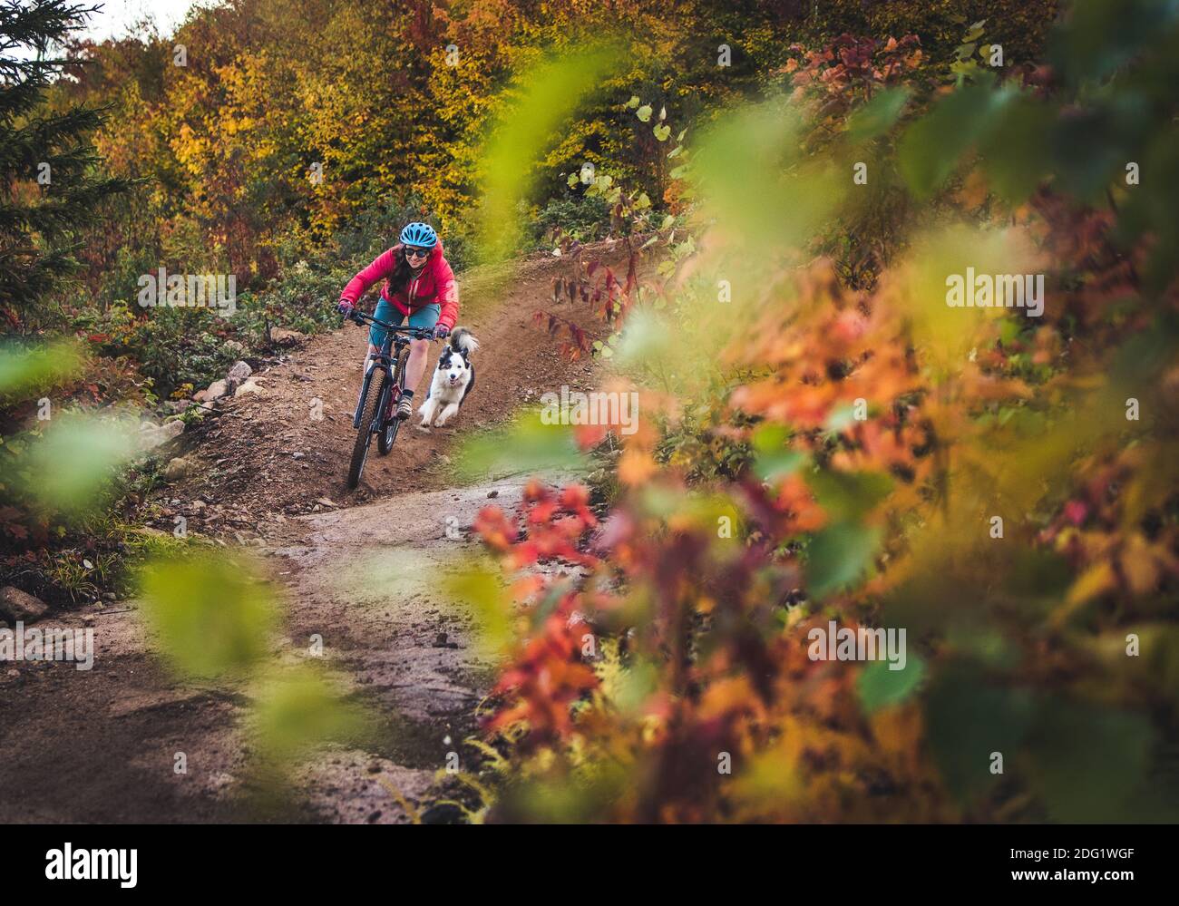 Female mountain-biking with dog running behind during foliage season ...