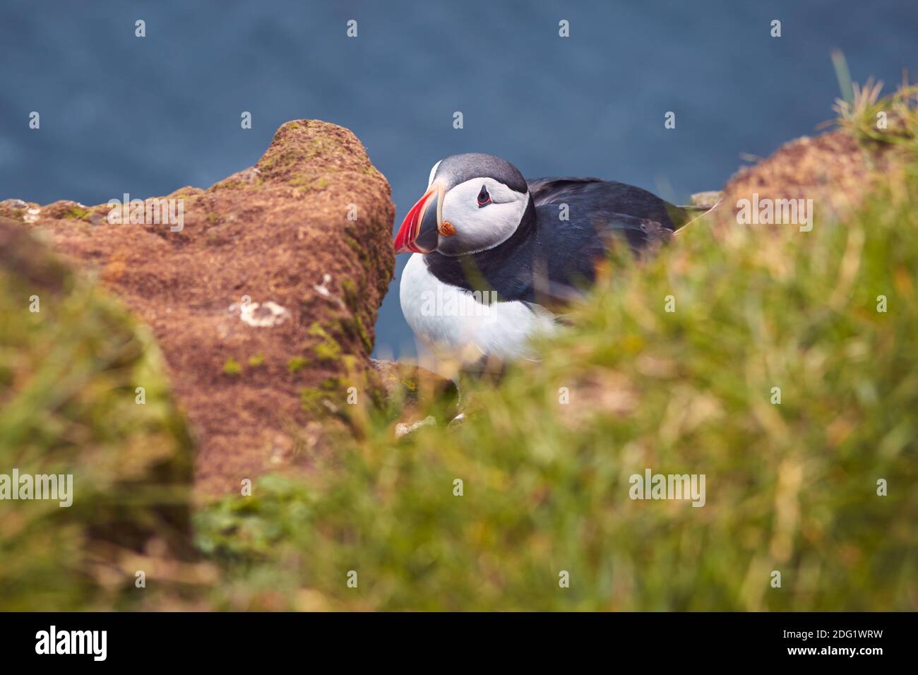 Atlantic Puffin bird, beautiful vibrant close-up portrait, Horned ...