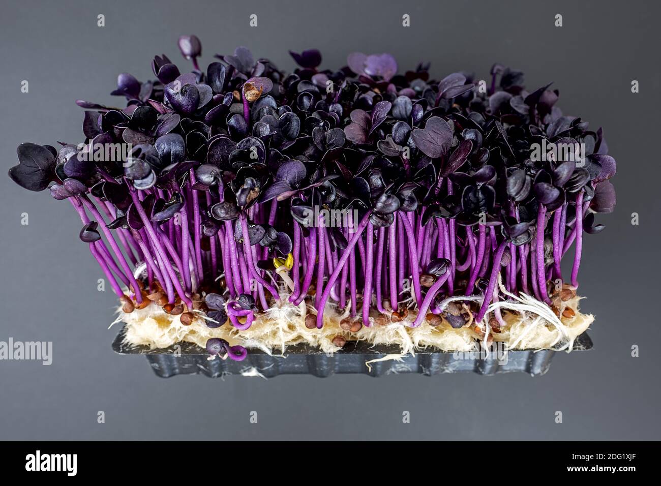 close up of purple colored microgreens on dark background Stock Photo ...