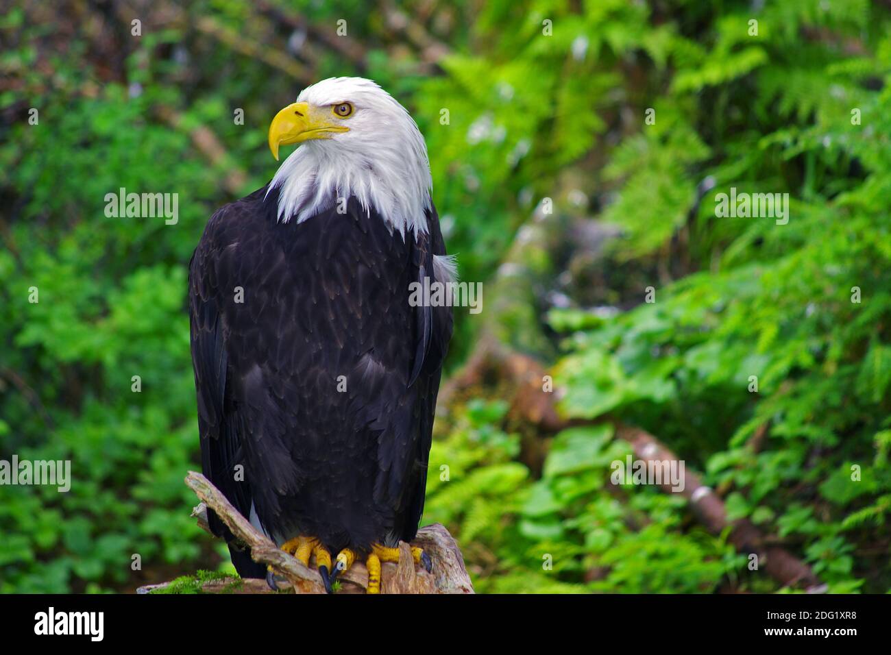 Bold animals hi-res stock photography and images - Alamy