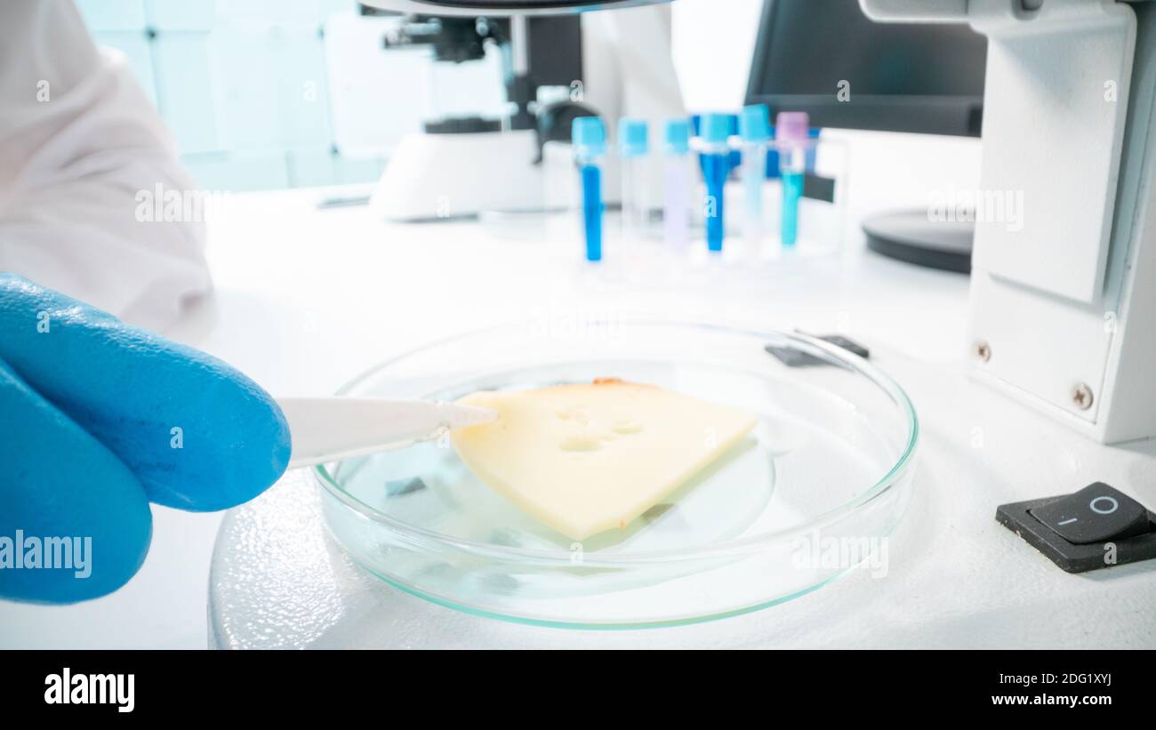 Cheese quality inspection in a quality control laboratory Stock Photo ...