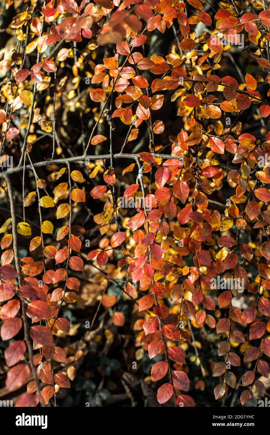 Small leaves on branches hanging in bunches in bright colors Stock ...