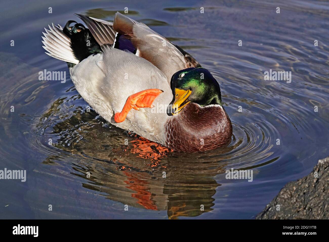 Mallard duck preening feathers hi-res stock photography and images - Alamy